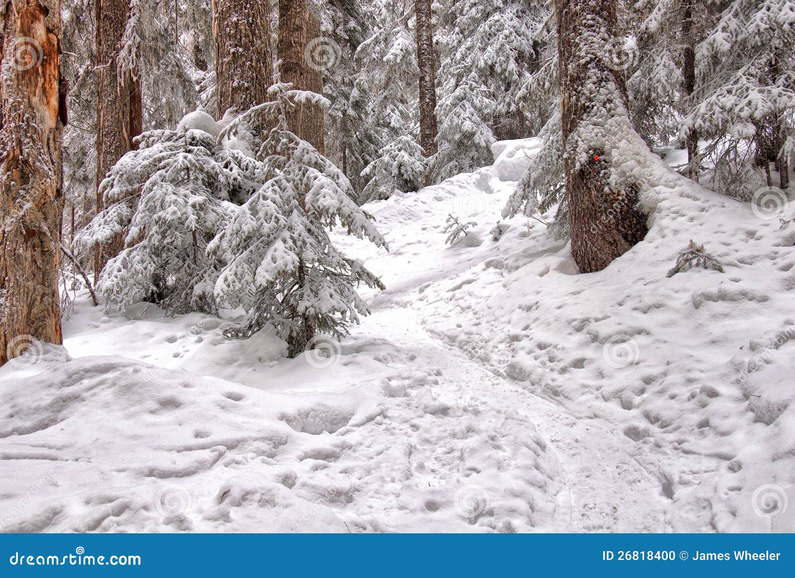 Snowshoe Trail through the Trees Stock Photo - Image of nature, freeze ...