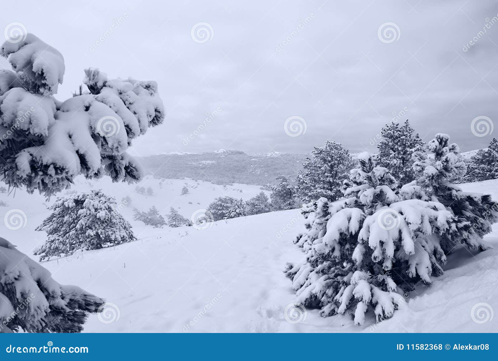 After snowstorm a stock photo. Image of branch, bright - 11582368