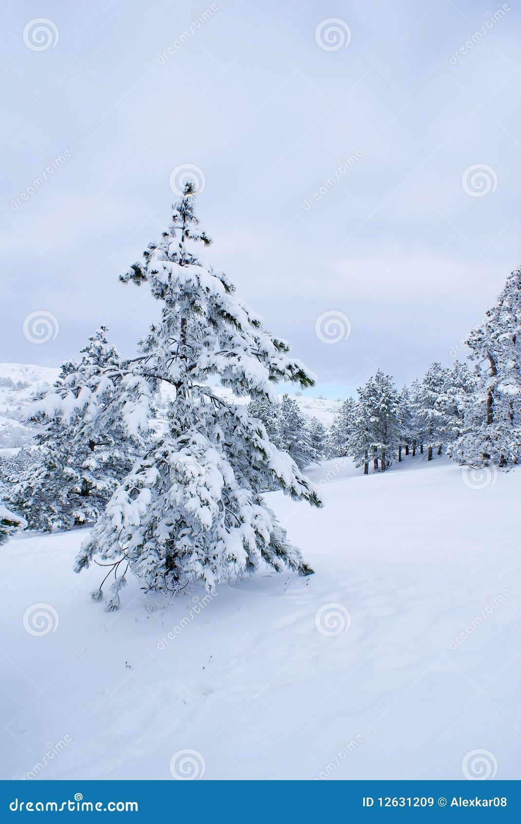 After snowstorm stock image. Image of season, view, blizzard - 12631209