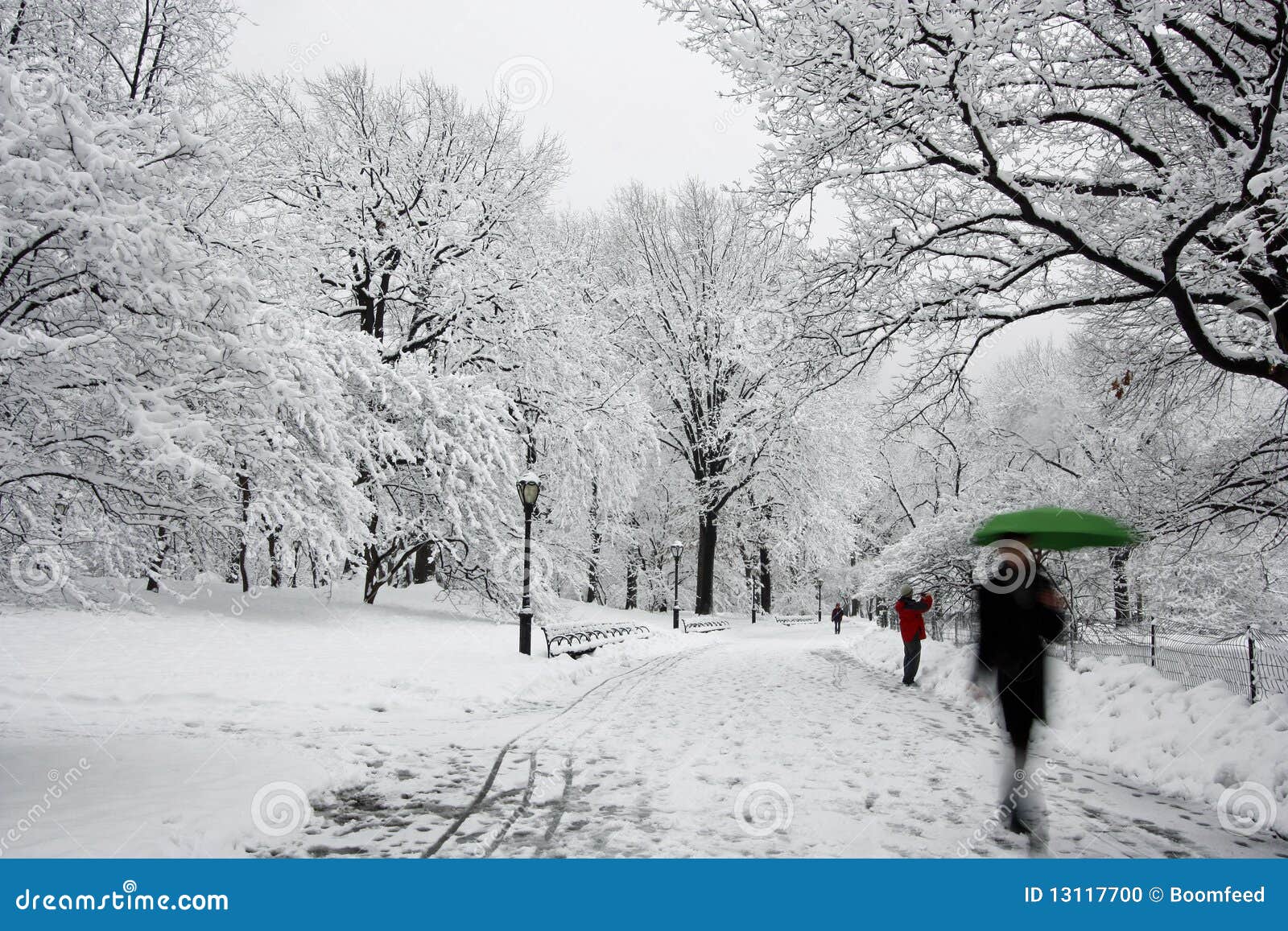 Snowstorm stock photo. Image of park, trees, cold, white - 13117700