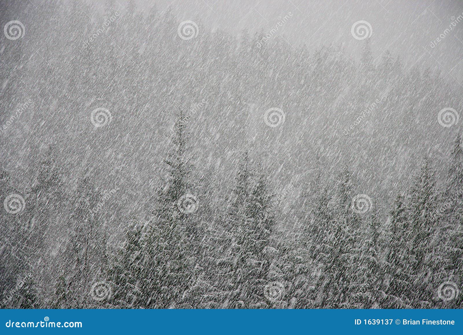Snowstorm stock image. Image of intense, blizzard, forecast - 1639137