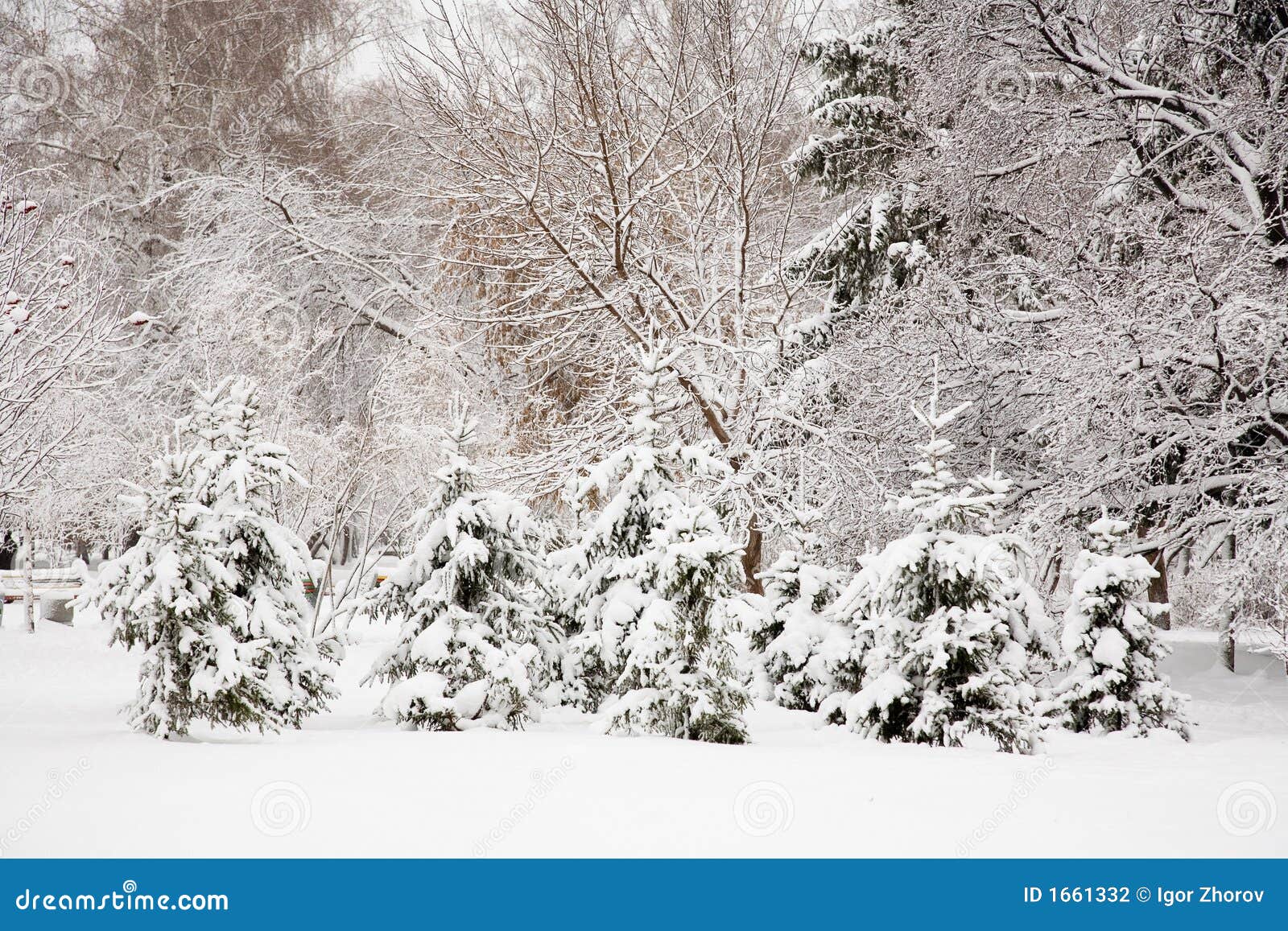 After snowstorm stock photo. Image of winter, winterly - 1661332