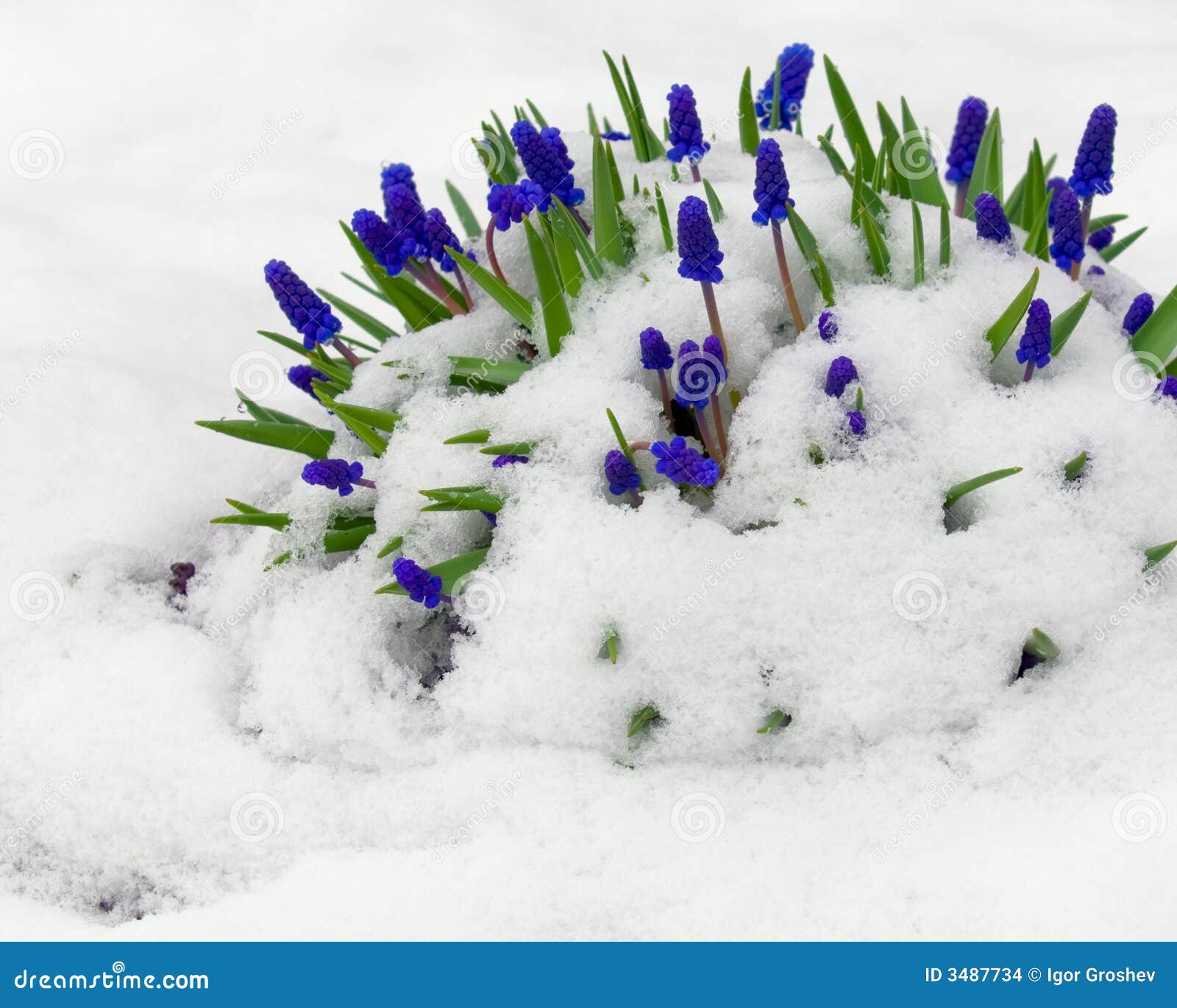 After snowstorm stock photo. Image of outdoors, snowstorm - 3487734