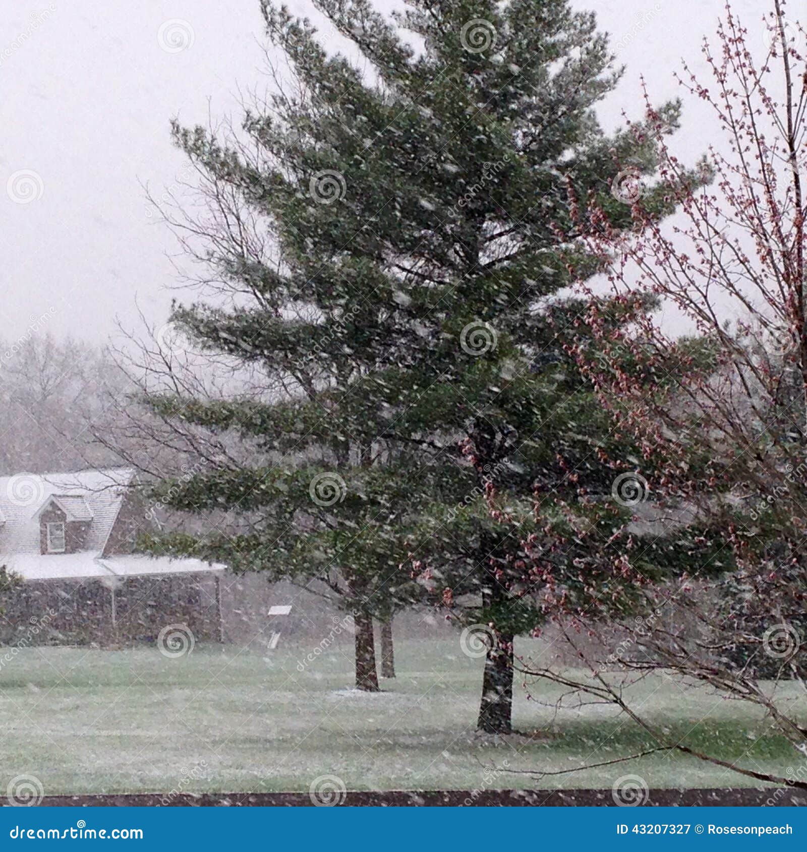 Snowstorm Blizzard in the Spring Stock Image - Image of house, blooms ...