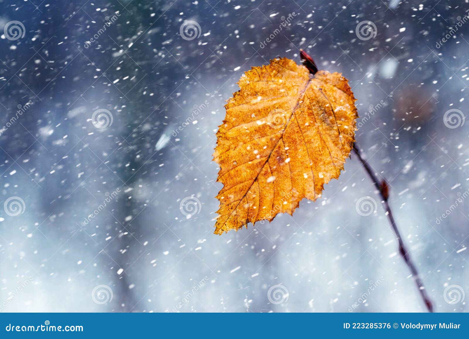 Snowstorm in the Forest. the Last Dry Leaf on a Tree Branch in the ...