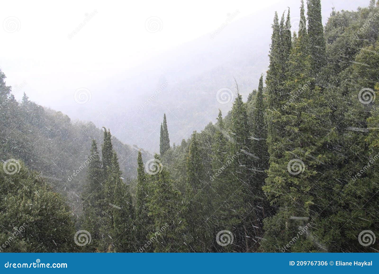 Snowstorm in Forest stock photo. Image of outdoor, peaceful - 209767306