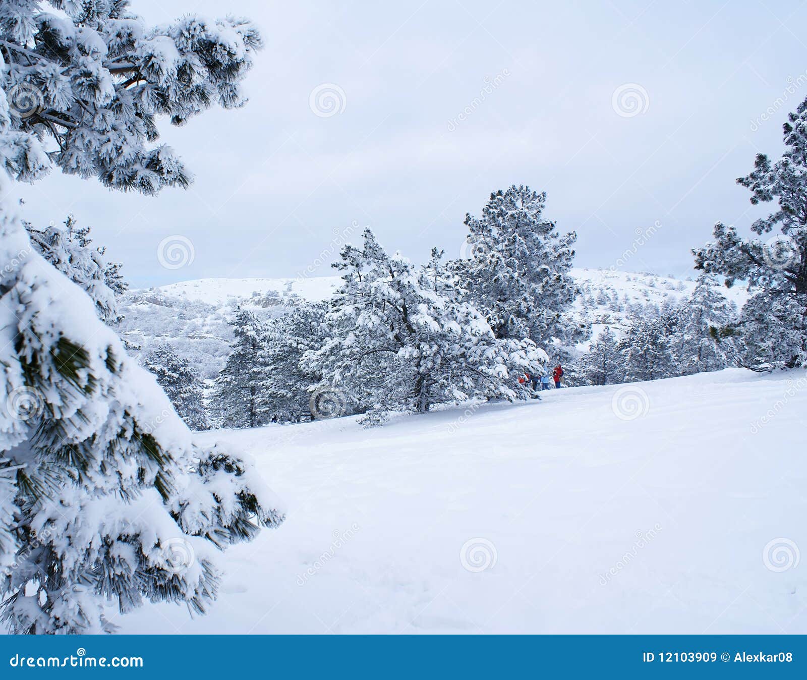After snowstorm g stock image. Image of frost, overcast - 12103909