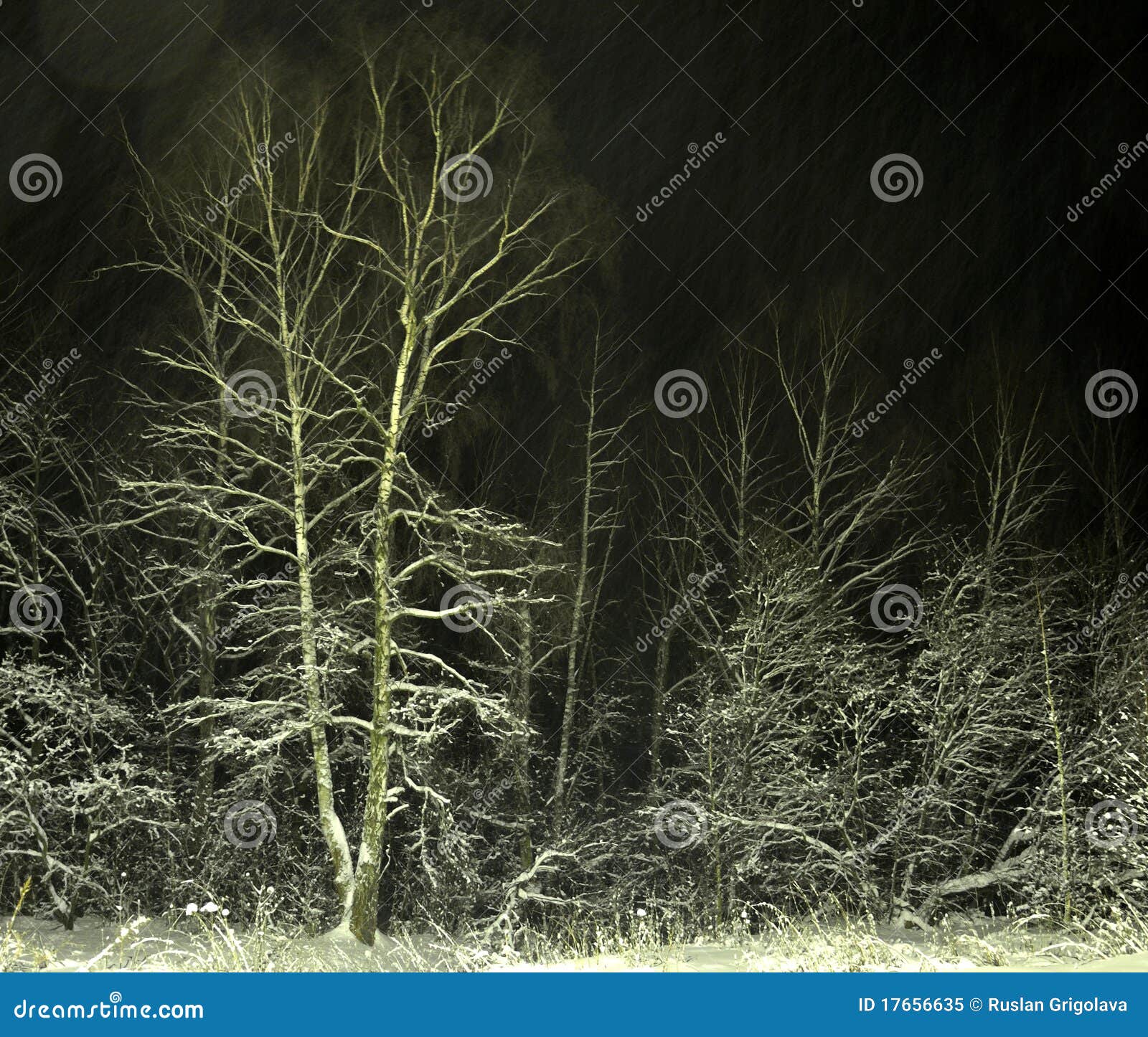 Snowstorm in the Night Forest Stock Image - Image of forest, weather ...