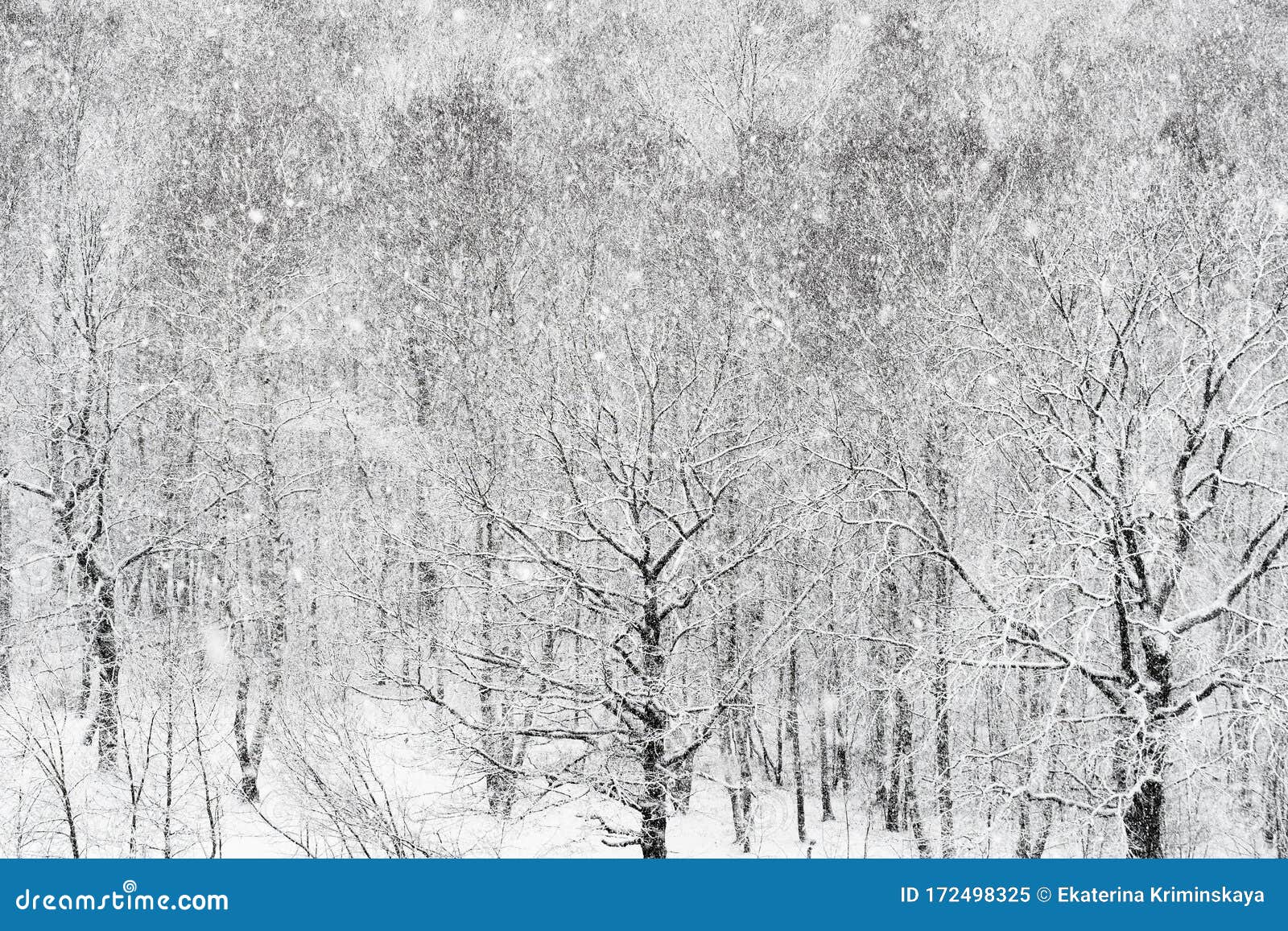 Snowstorm Over Forest in Winter Stock Image - Image of moscow, downfall ...