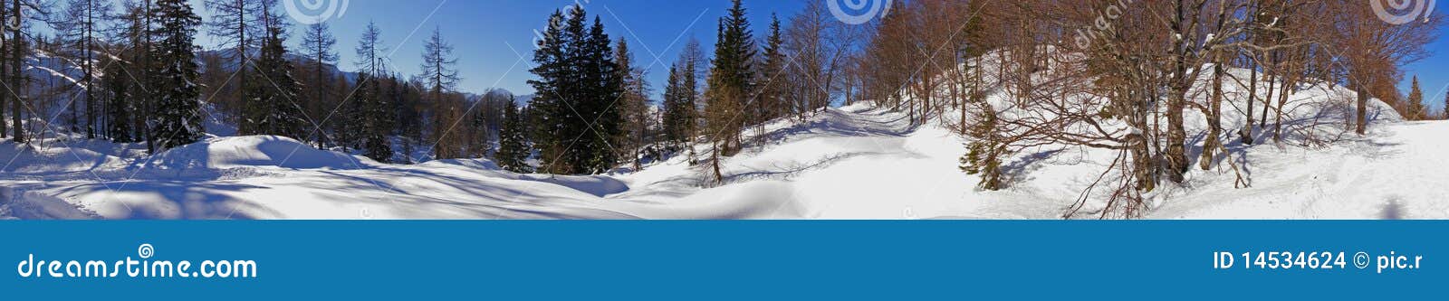 Snowy Alpine Forest Panorama Stock Photo - Image of season, snowy: 14534624