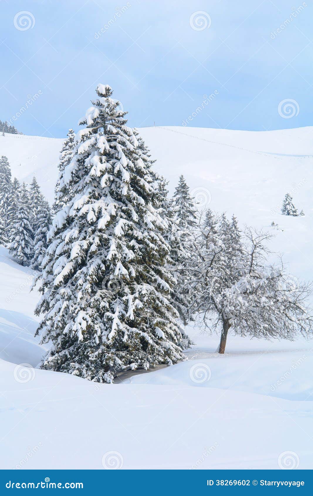 Snowy Alpine Tree on a Pristine Winter Day Stock Photo - Image of ...