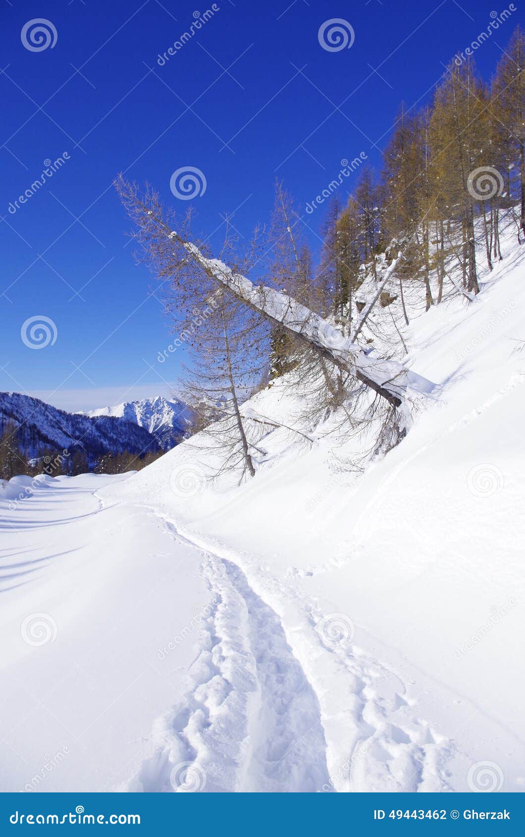 Snowy Alps stock photo. Image of aosta, bormio, hiking - 49443462