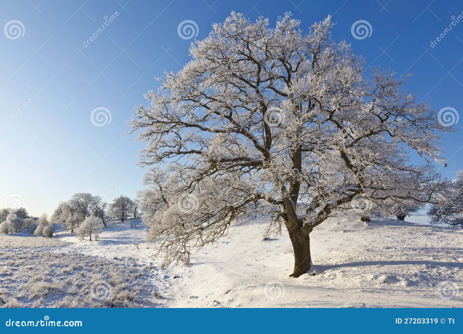 Snowy-alter Eichenbaum stockbild. Bild von eiche, baum - 27203319