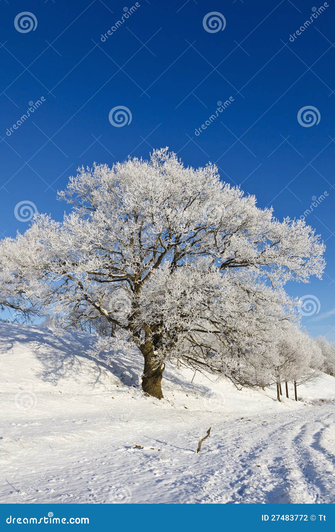 Snowy-alter Eichenbaum stockfoto. Bild von himmel, szene - 27483772