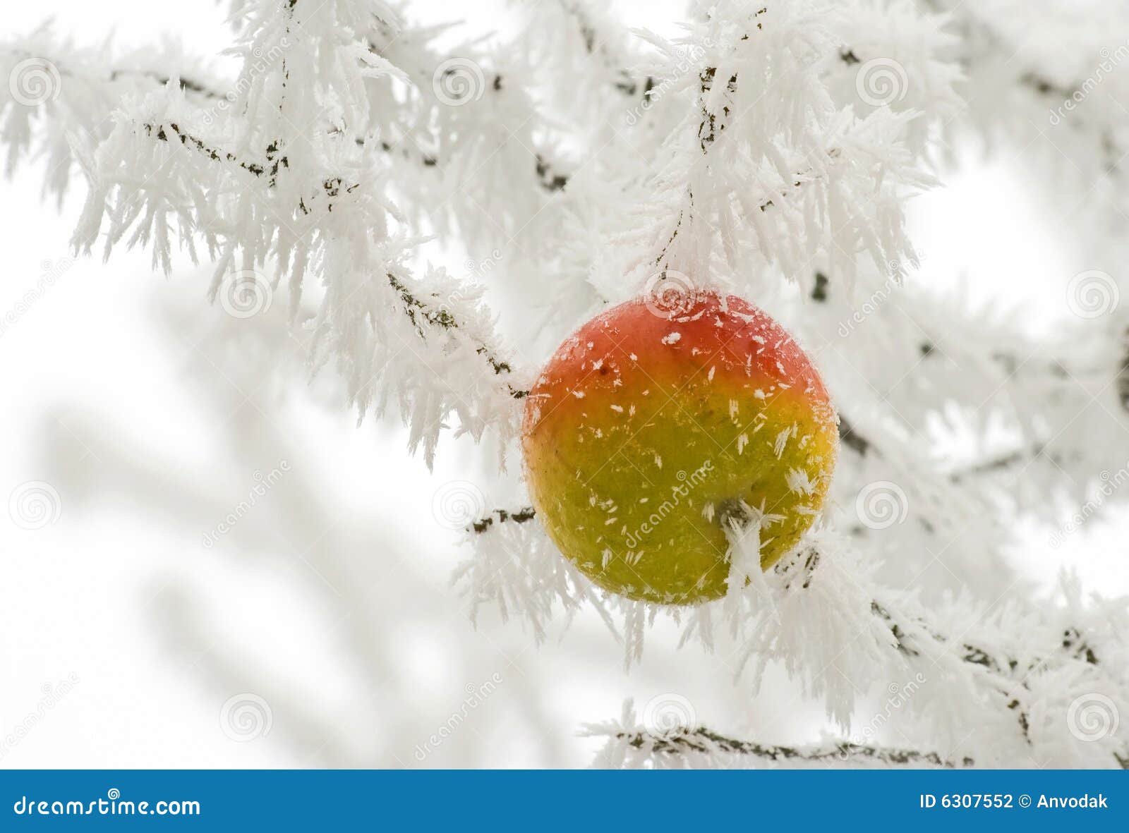 Snowy apple stock photo. Image of ripe, snow, seasons - 6307552