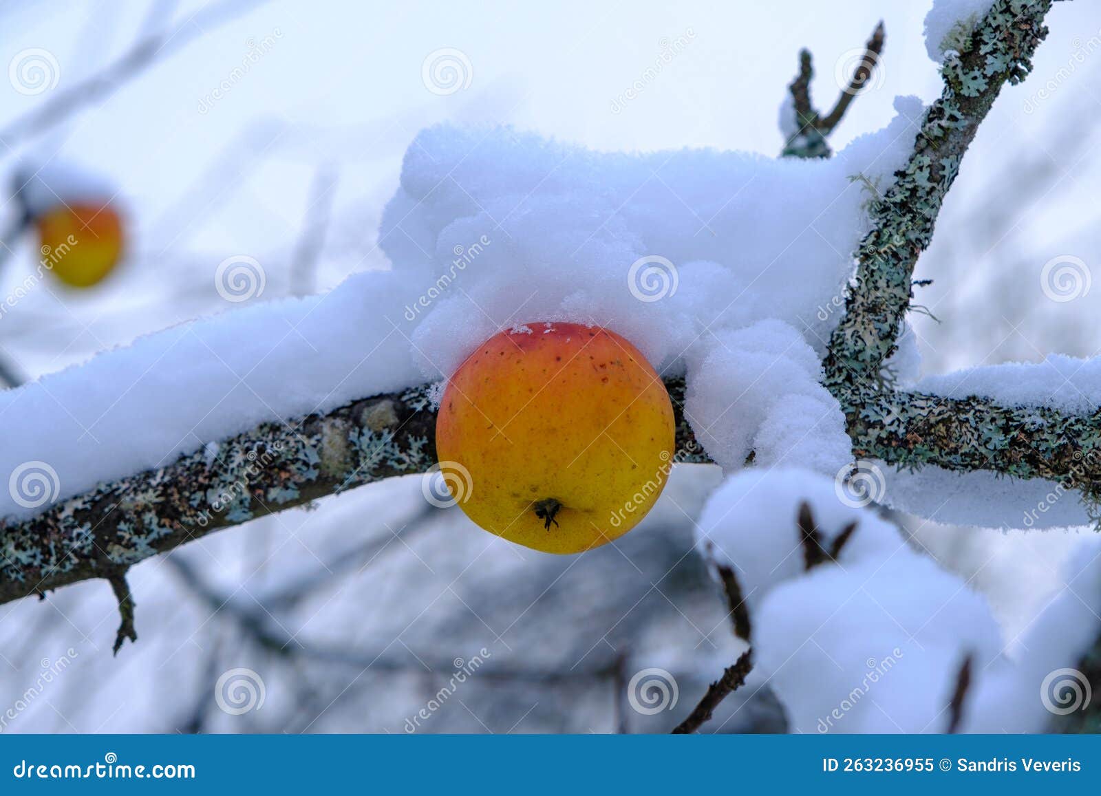 A Snowy Apple in a Tree Branch in Winter. Snow on the Branches of the ...