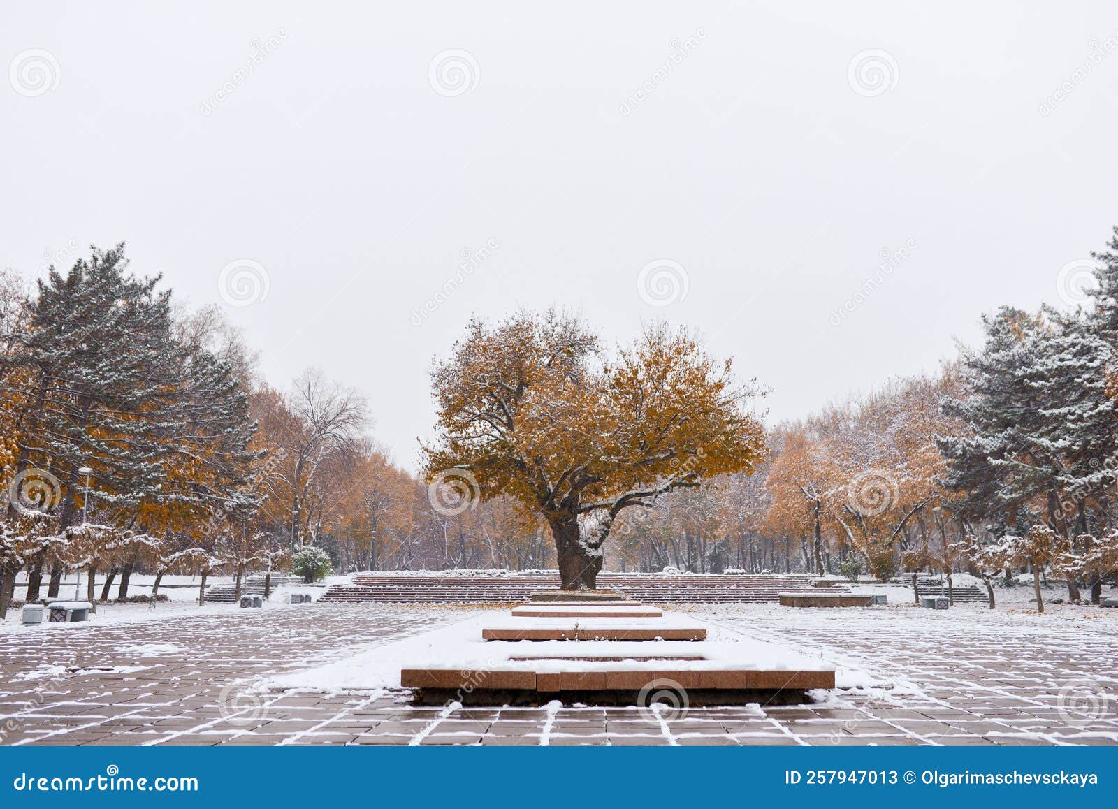 Snowy Autumn Park in Tashkent. Old Plane Tree Stock Image - Image of ...