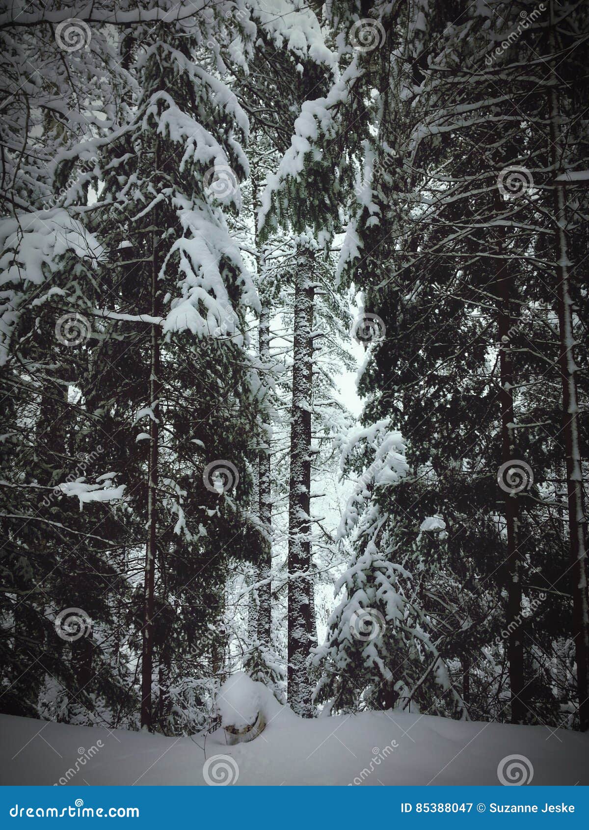 Snowy Backlit Tree in Winter Forest Stock Image - Image of monochrome ...
