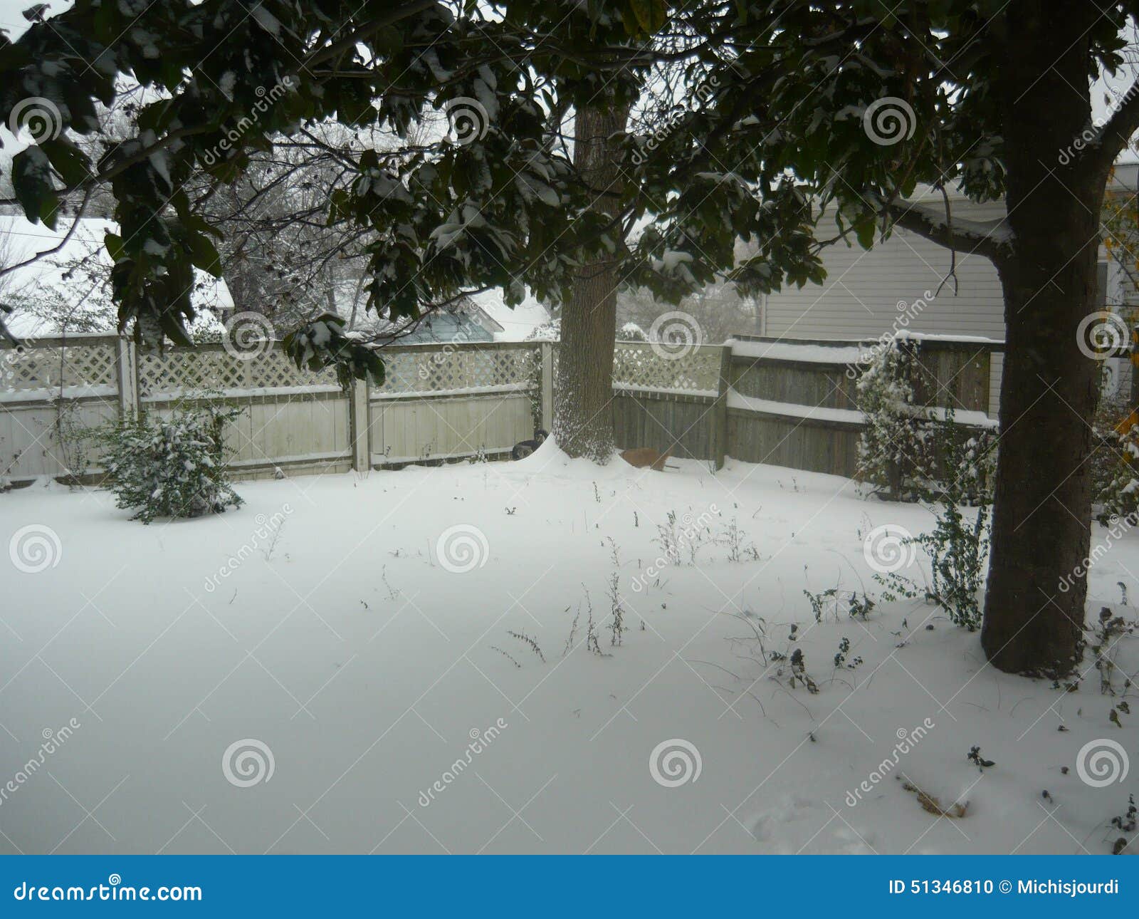 Snowy Backyard stock photo. Image of fence, snowy, foliage - 51346810