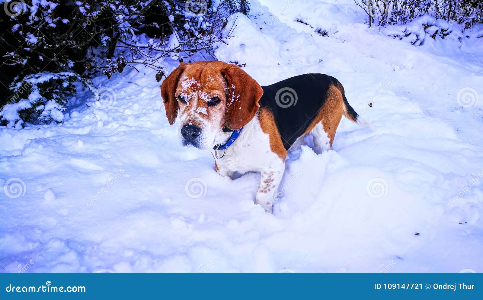 Snowy beagle stock image. Image of snow, colors, bestfriend - 109147721