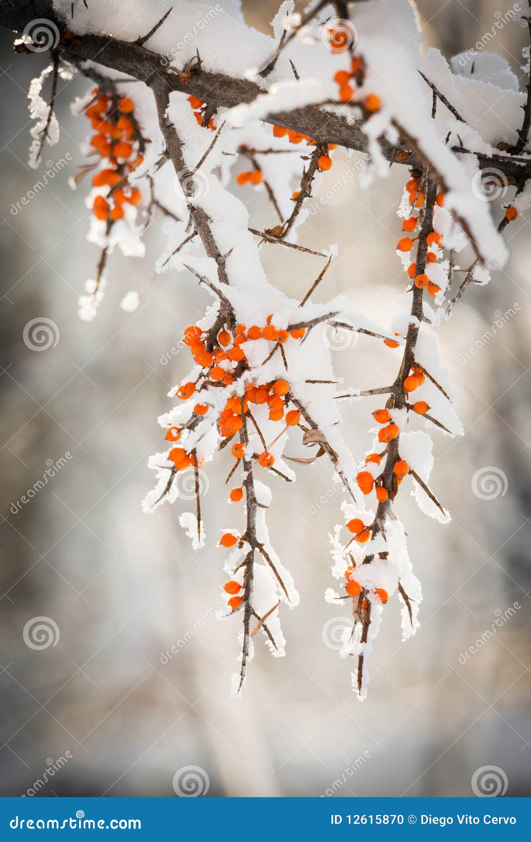 Snowy berries stock photo. Image of orange, plant, environment - 12615870