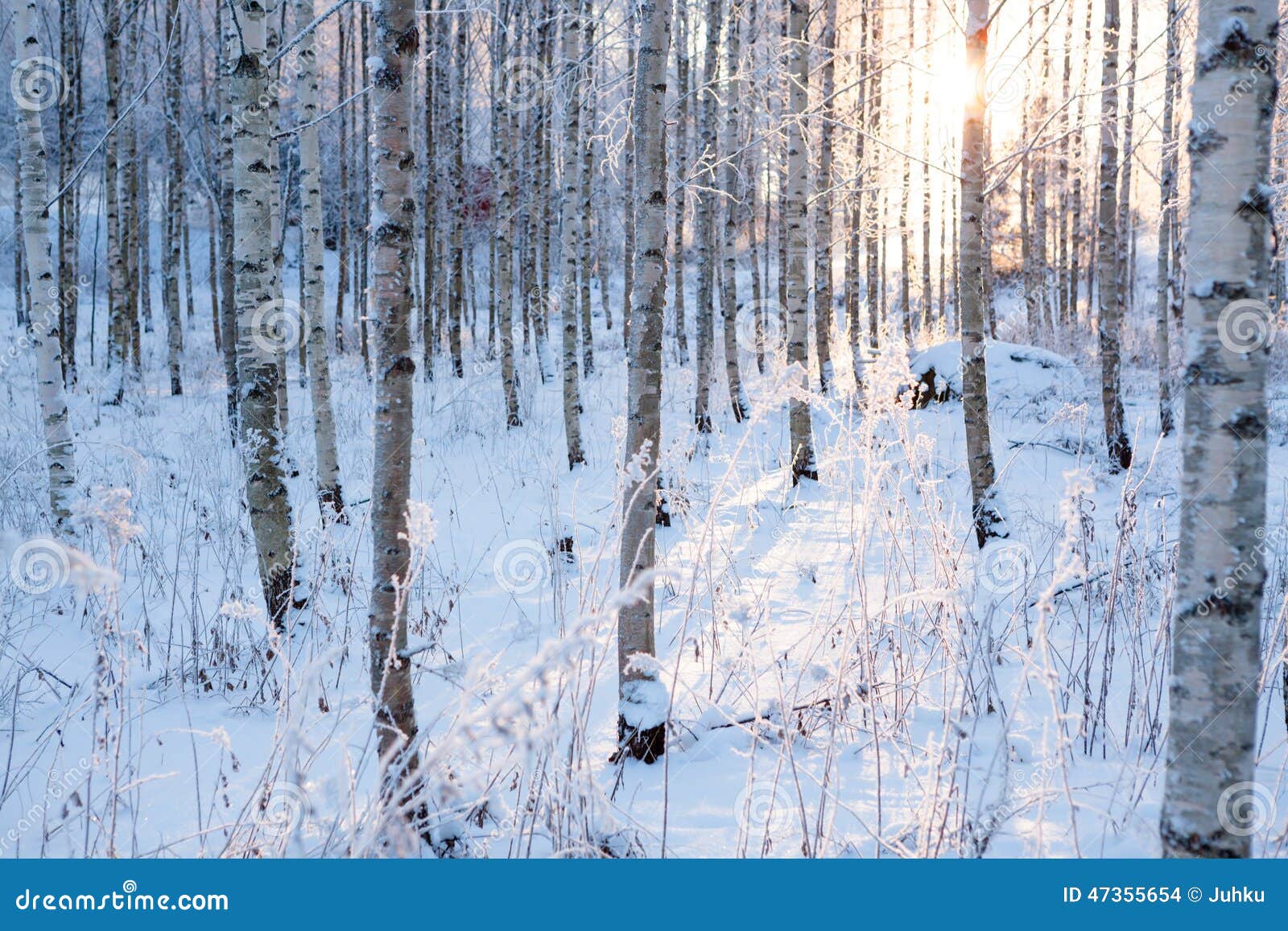 Snowy Birch Forest and Sun Light Stock Photo - Image of peace, frost ...