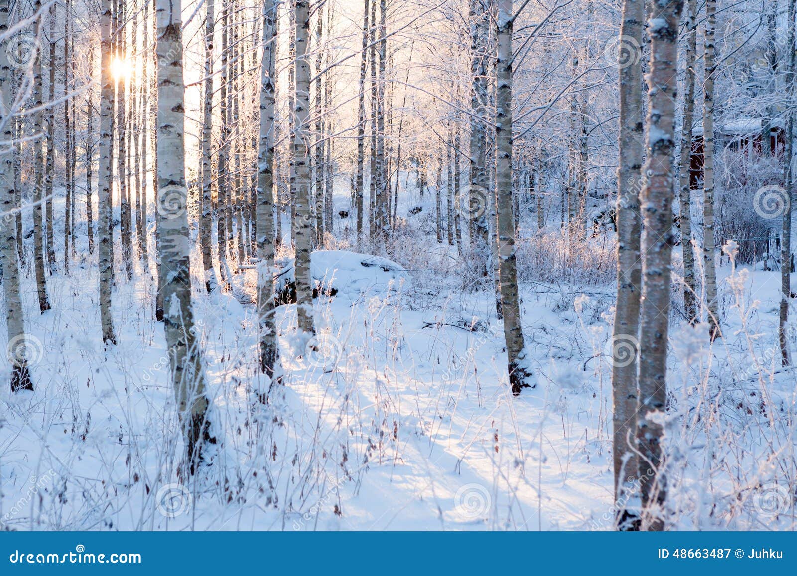 Snowy Birch Forest and Sun Light Stock Image - Image of nordic, magic ...