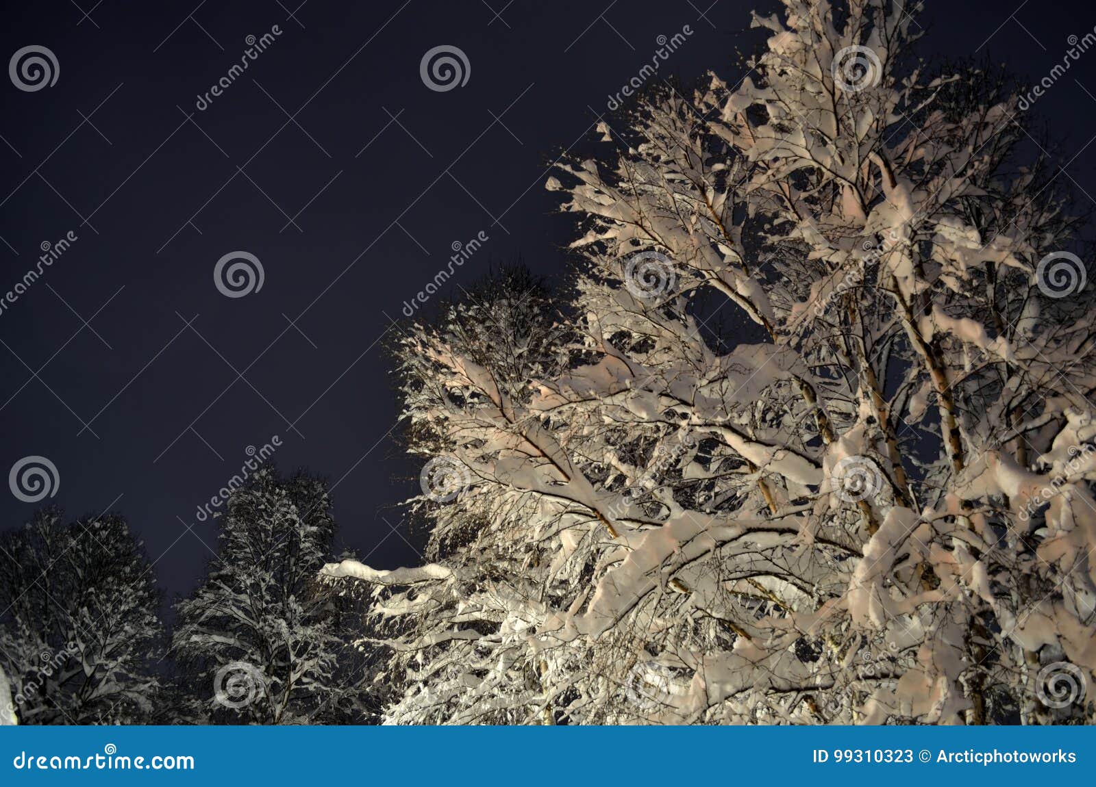 Snowy birch tree in winter stock image. Image of idyllic - 99310323