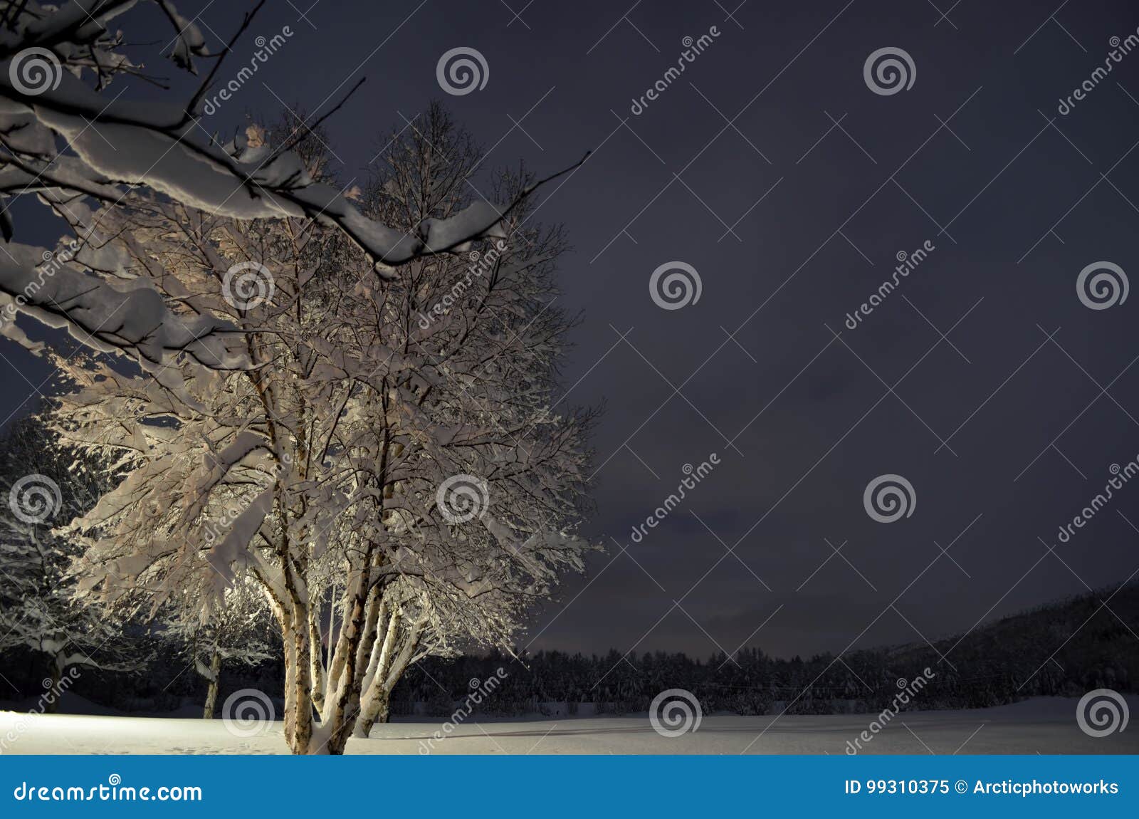 Snowy birch tree in winter stock image. Image of tranquil - 99310375