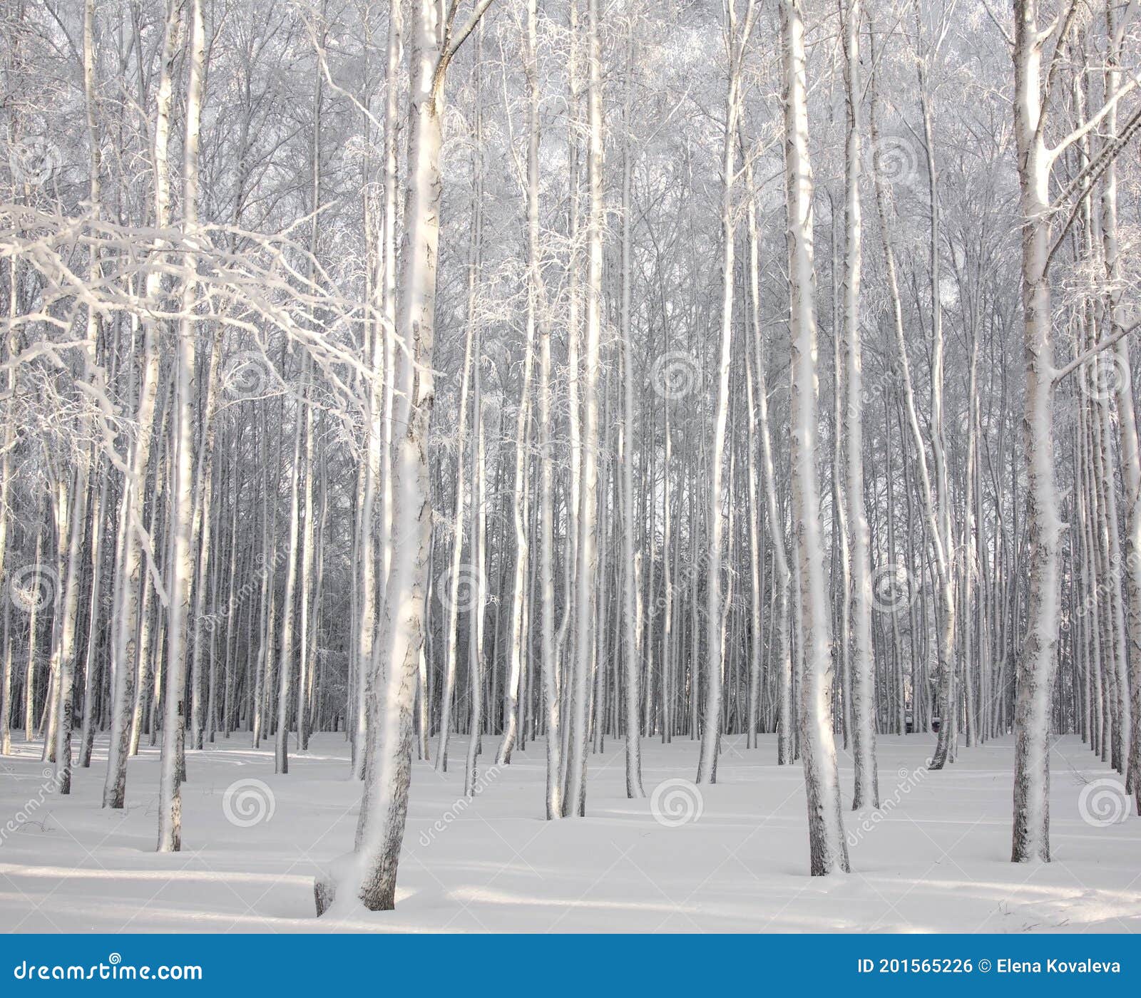 Snowy Birch Trees in Winter Sunlight Black and White Stock Photo ...