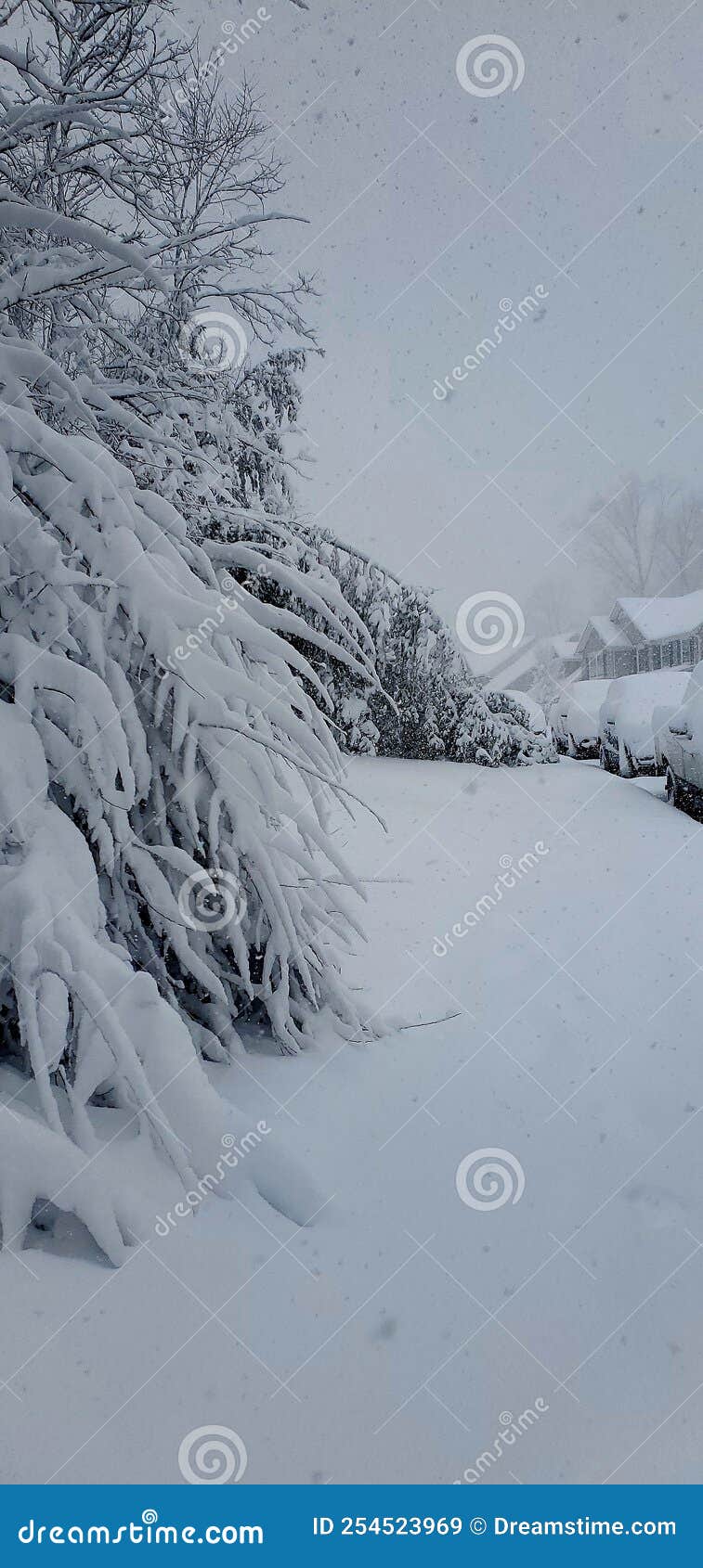 Snowy Blizzard with Gray Sky and Snow Covered Trees Stock Image - Image ...