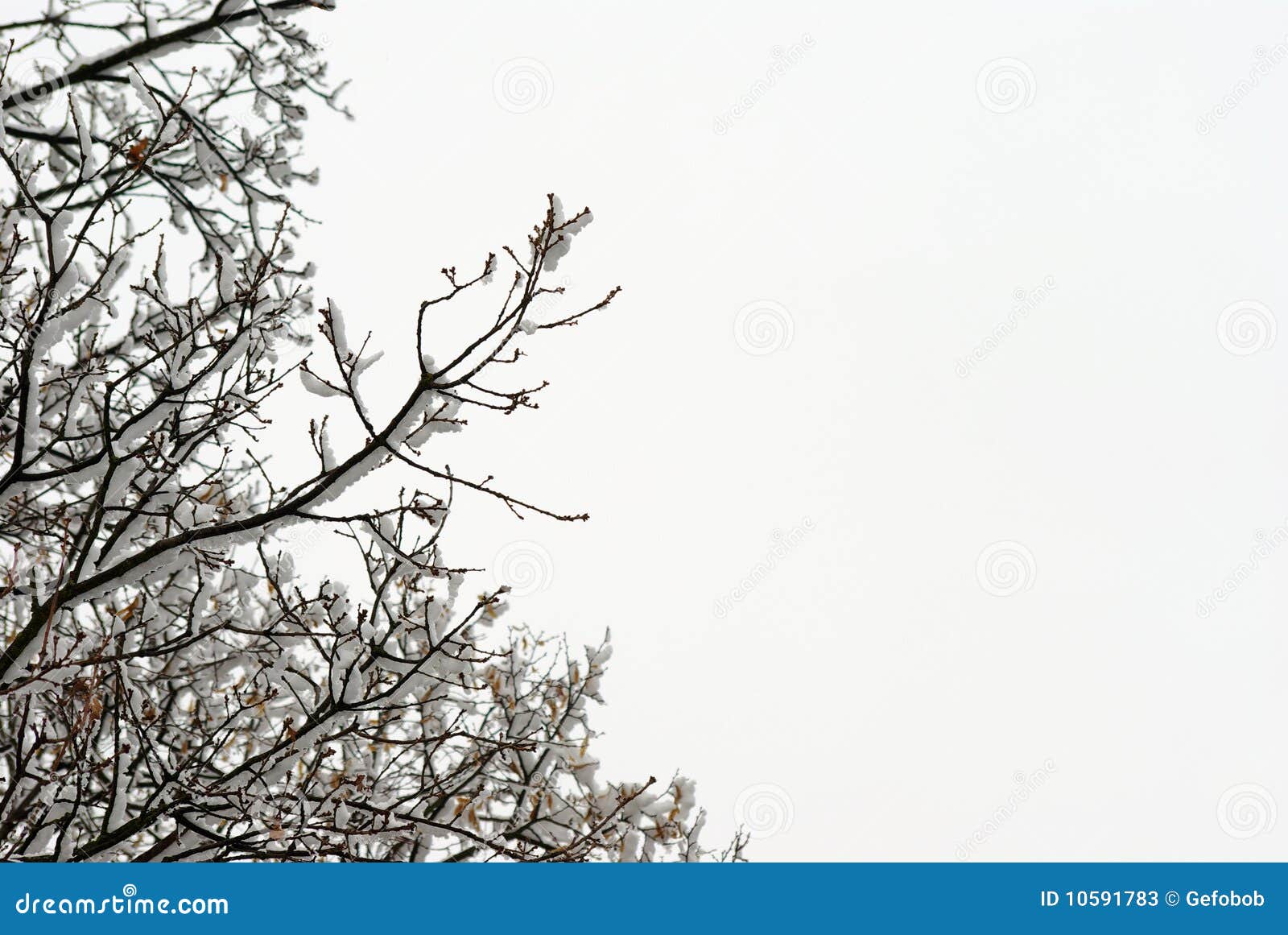 Snowy branch stock image. Image of snowy, freezing, winter - 10591783