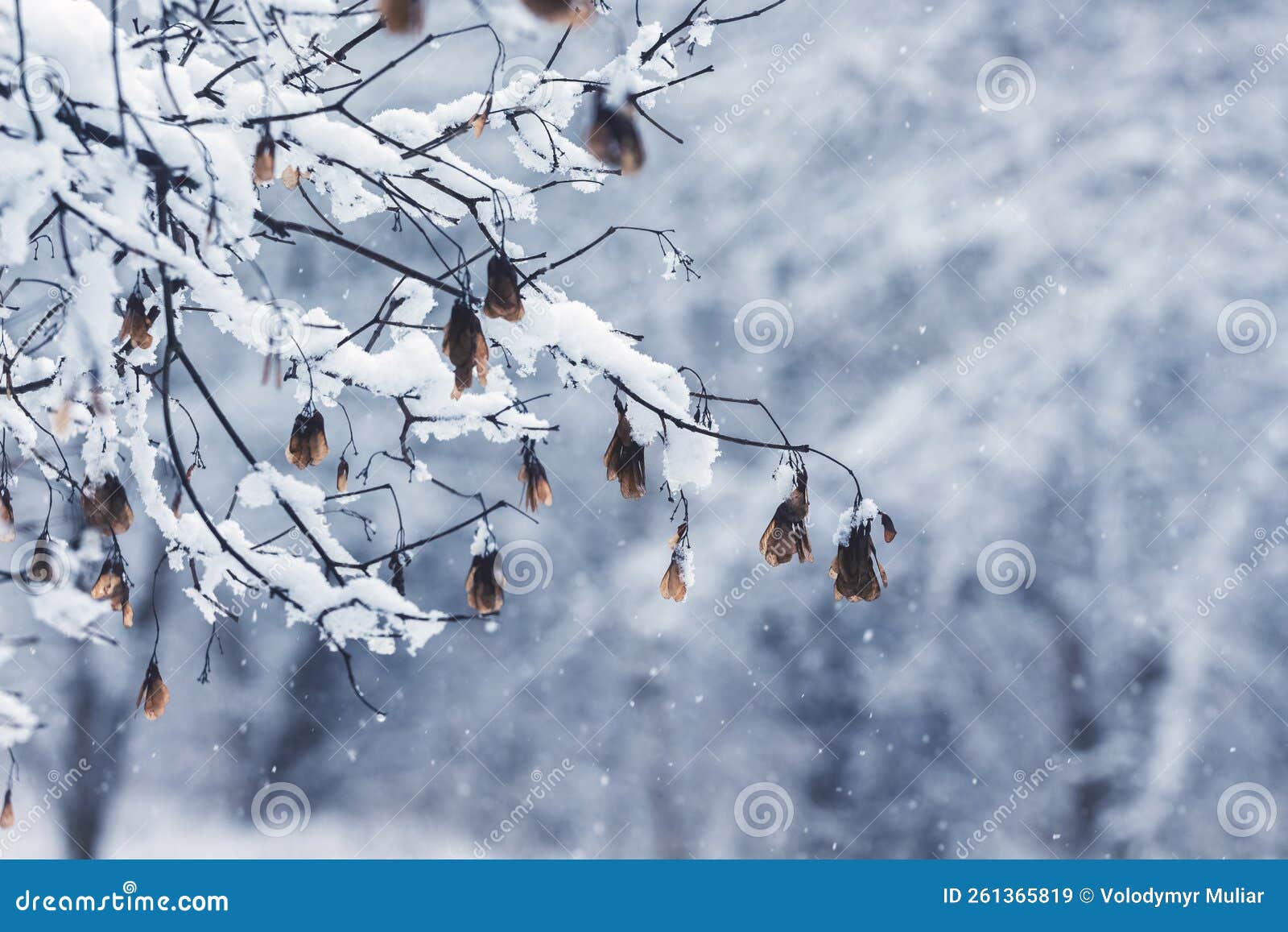 A Snowy Branch of an Ash Tree in a Forest on a Blurred Background on a ...