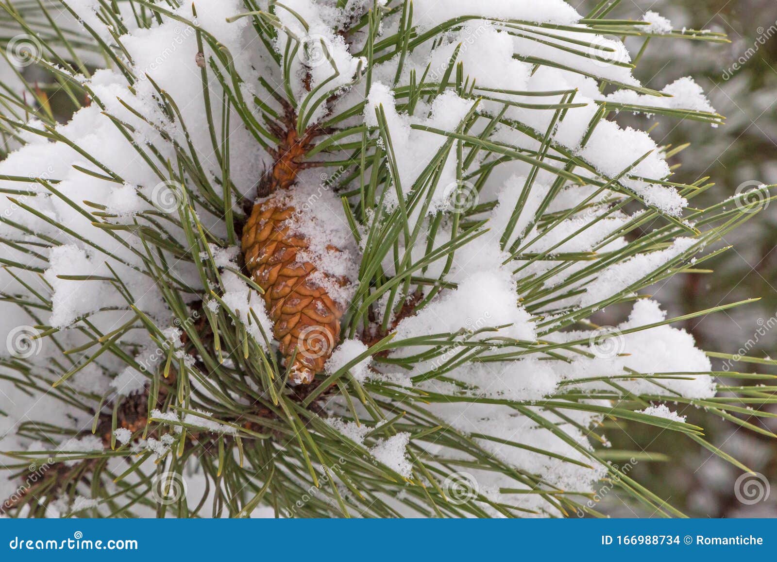 Snowy branch of pine tree stock photo. Image of winter - 166988734