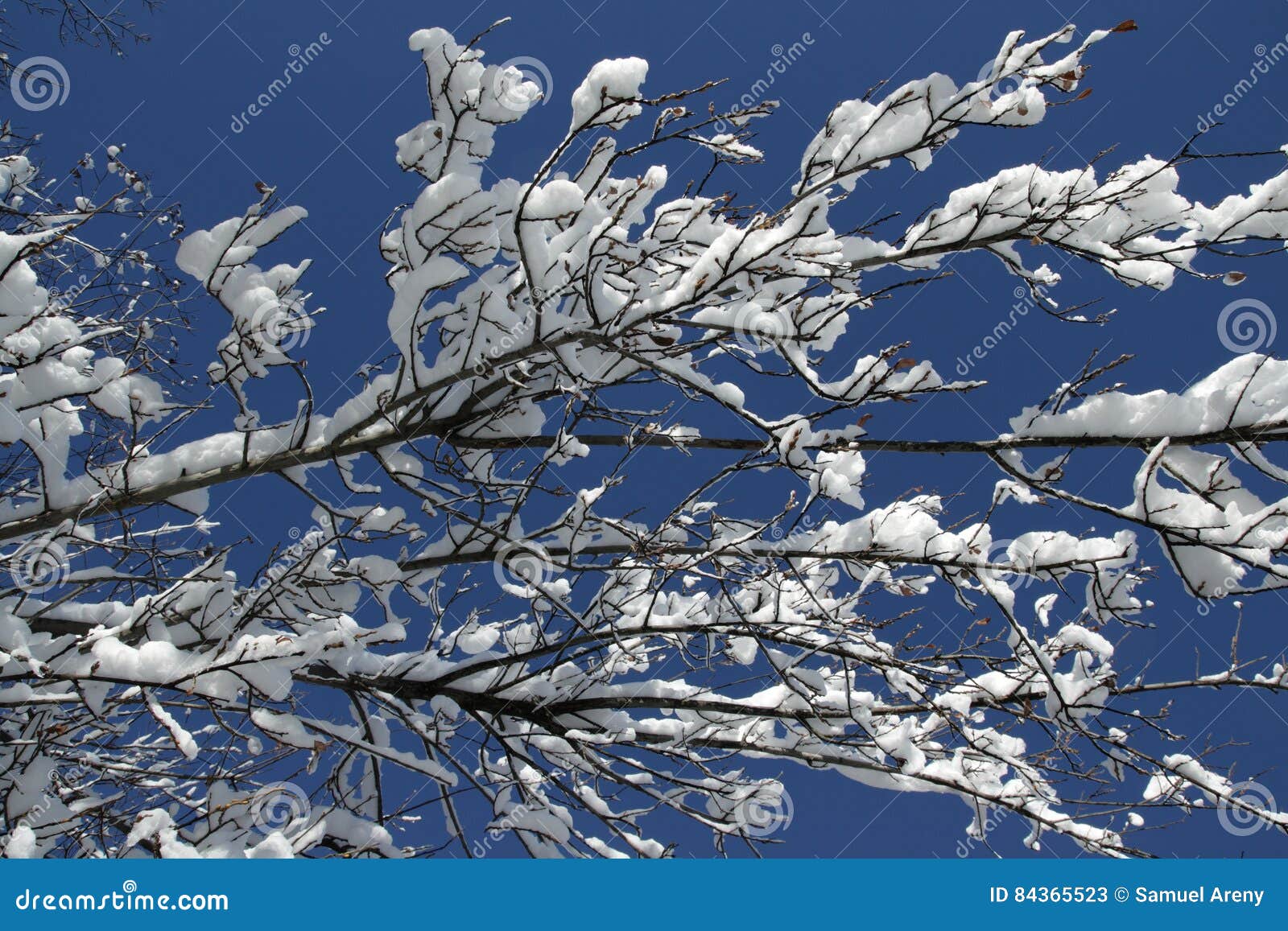 Snowy branch stock image. Image of icing, tree, weather - 84365523