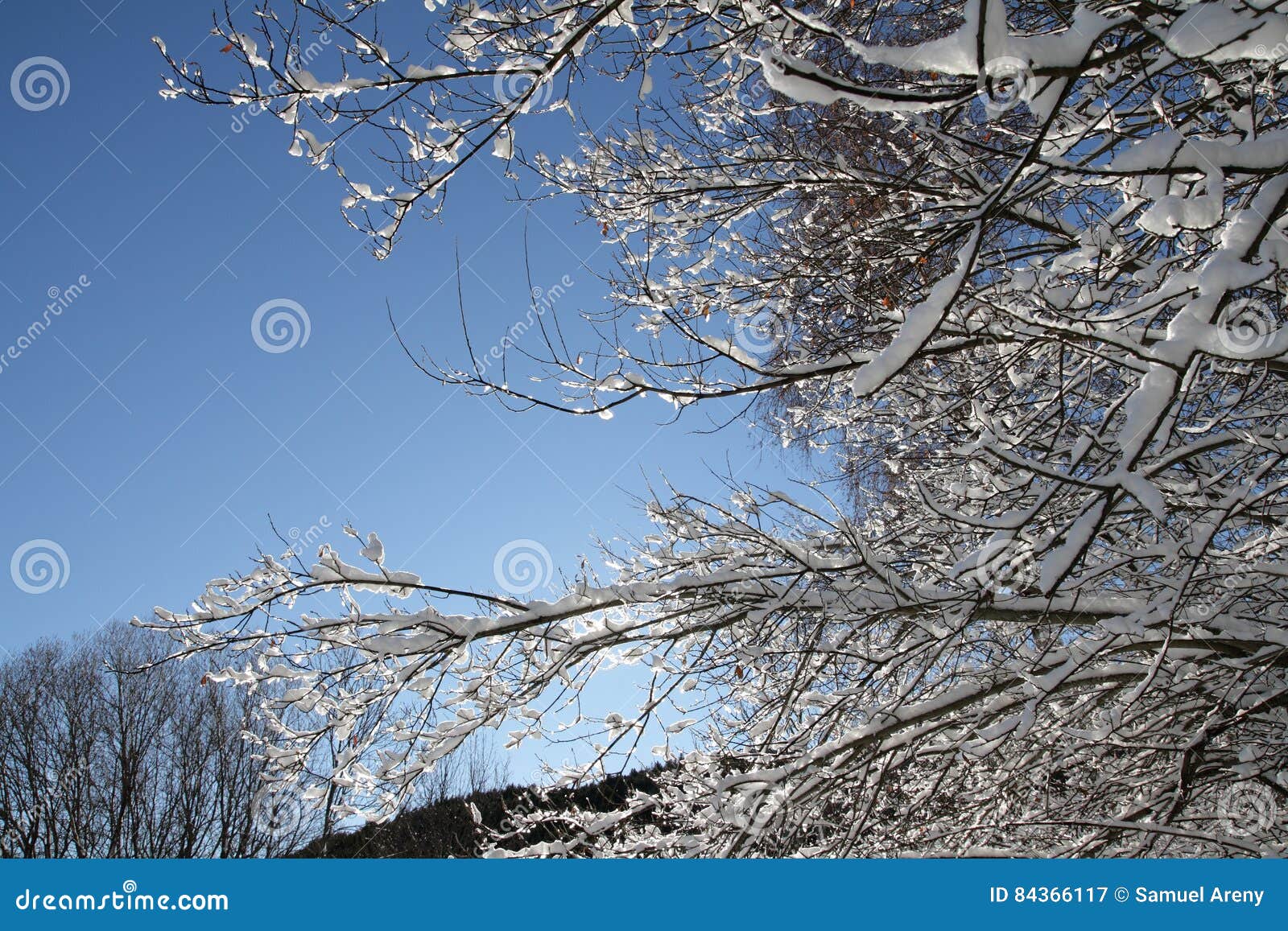 Snowy branch stock image. Image of purity, winter, frost - 84366117