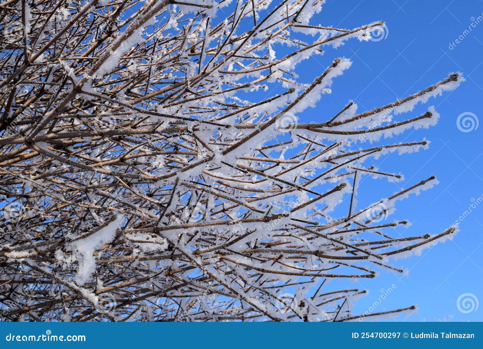 Snowy Branch in Winter with Sky Background Stock Image - Image of clear ...