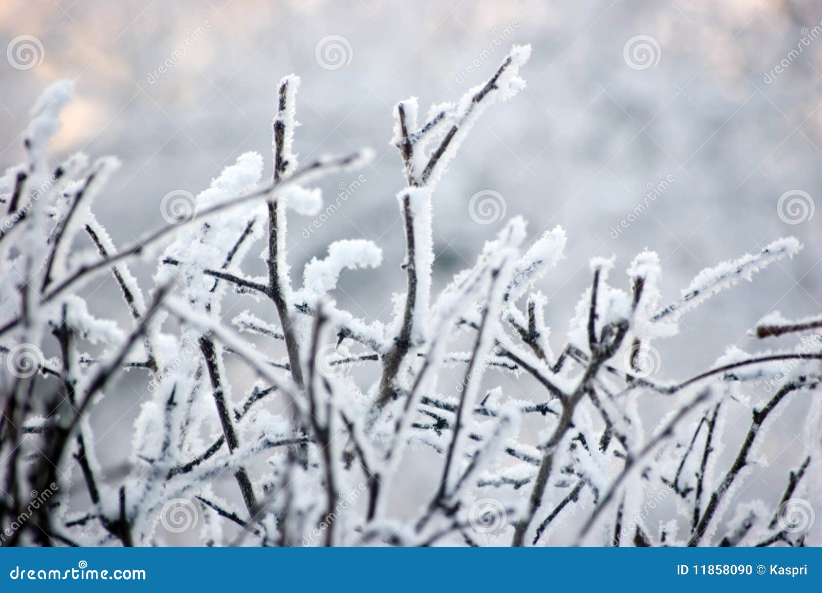 Snowy Branches stock photo. Image of tree, blizzard, branchy - 11858090