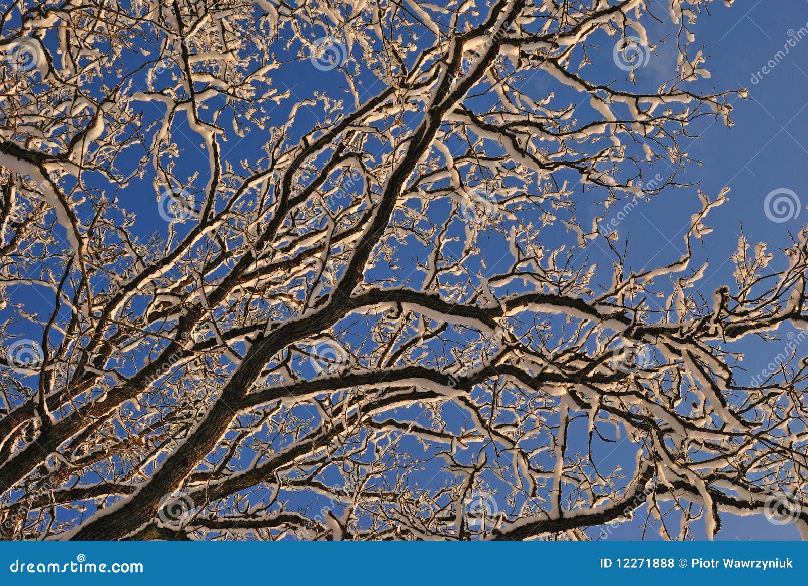 Snowy branches stock photo. Image of white, snow, sweden - 12271888