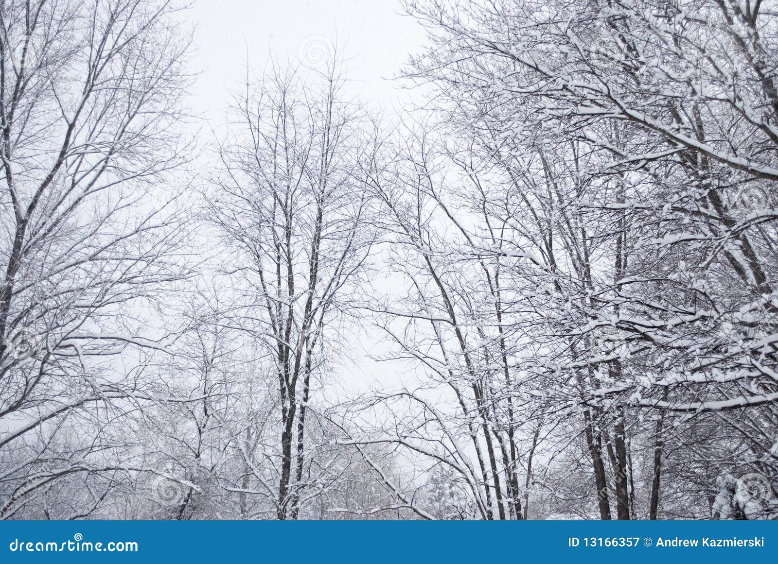 Snowy Branches Background stock image. Image of jersey - 13166357