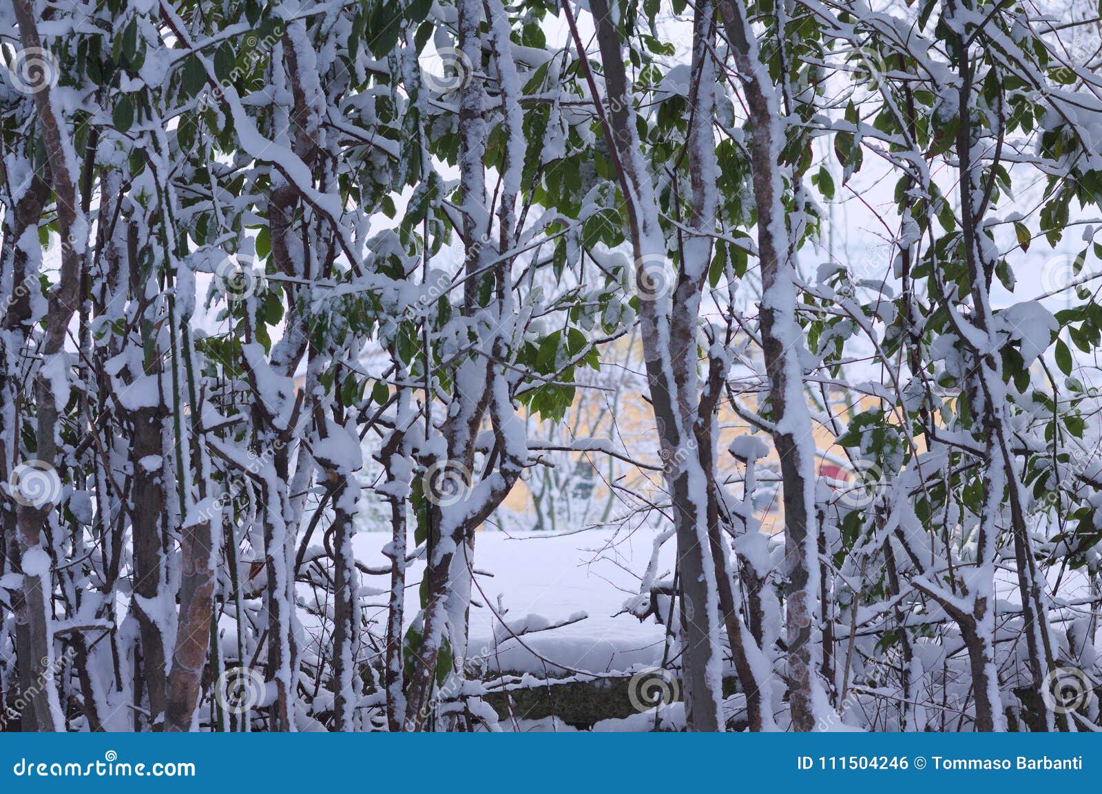 Snowy Branches Background and Texture Stock Photo - Image of publicity ...