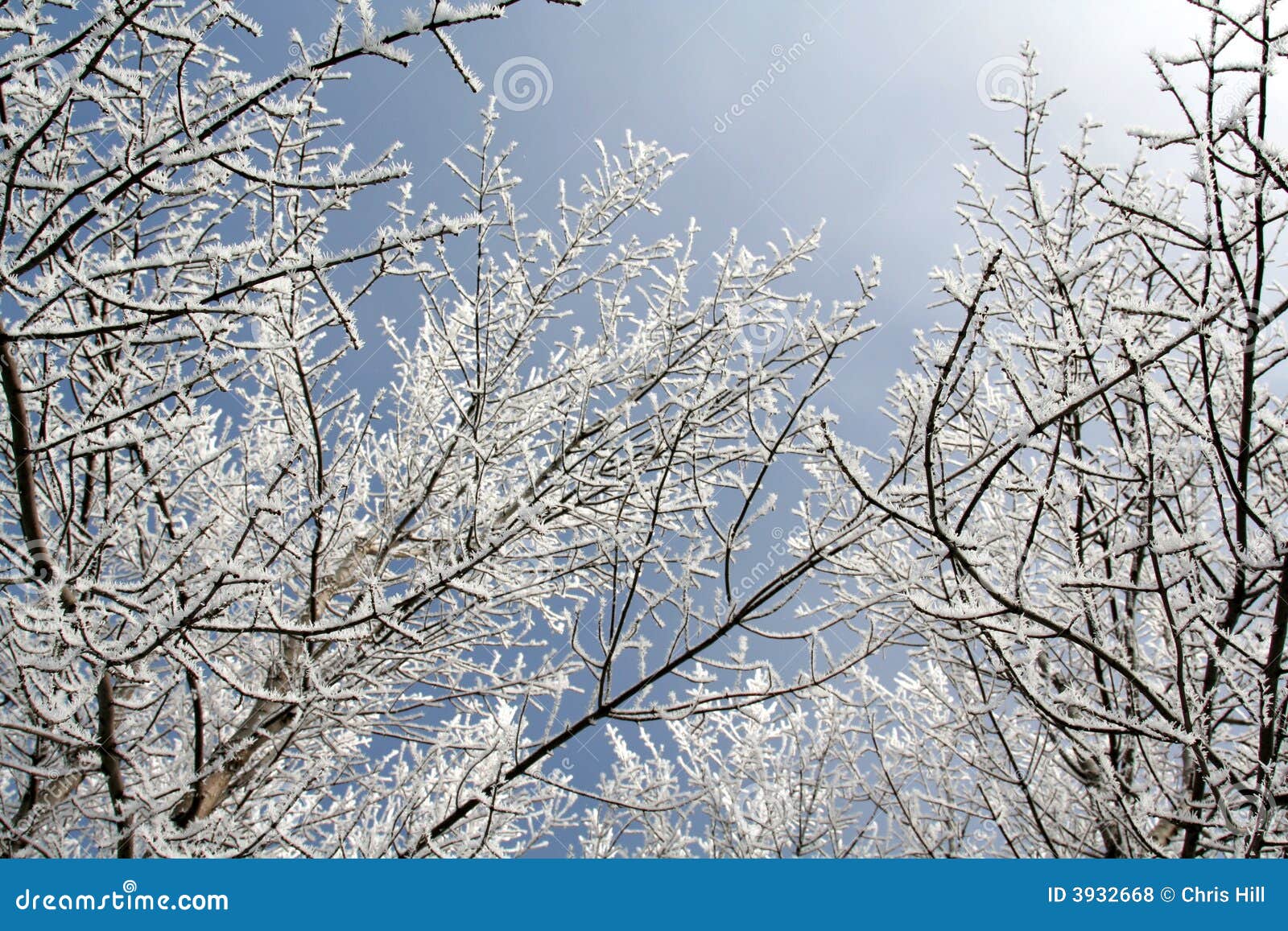 Snowy Branches Overhead stock photo. Image of twig, completly - 3932668