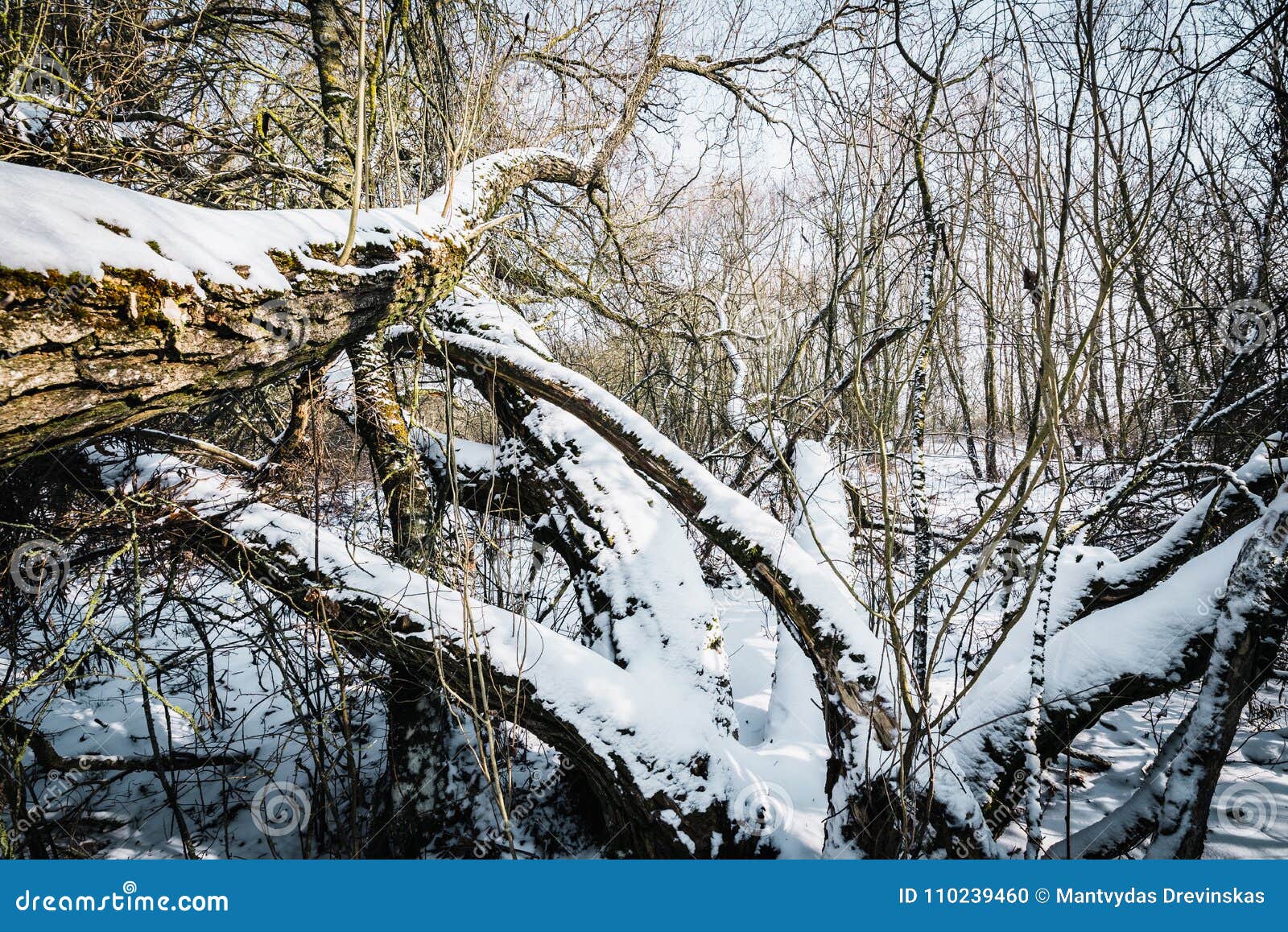 Snowy Broken Trees in Winter Stock Photo - Image of landscape, trees ...