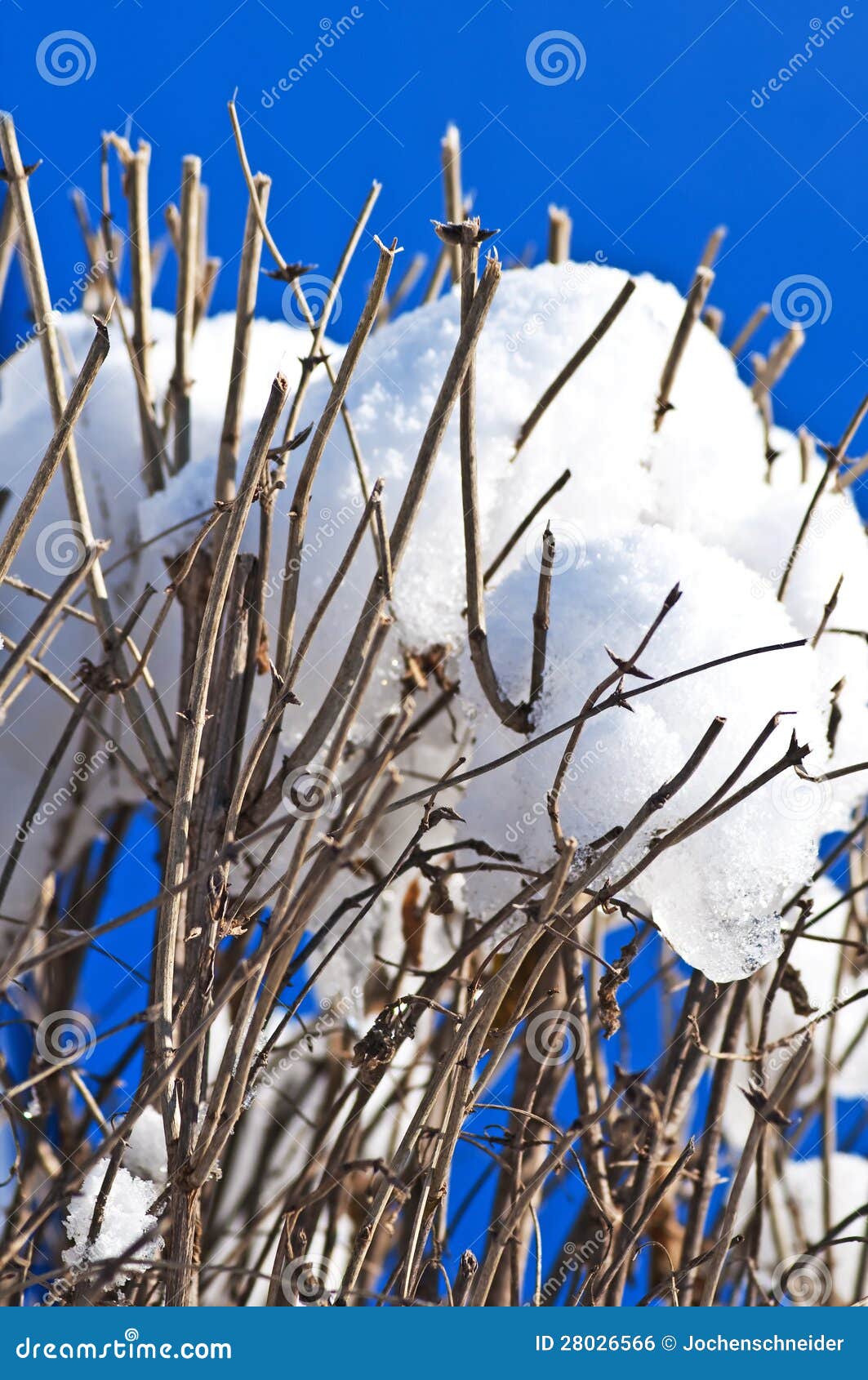 Snowy bush stock photo. Image of peace, festive, bush - 28026566