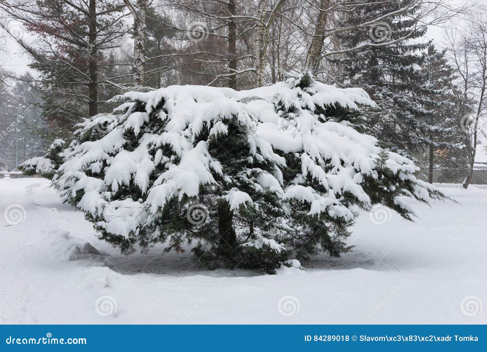 Snowy bush stock photo. Image of snow, color, decoration - 84289018