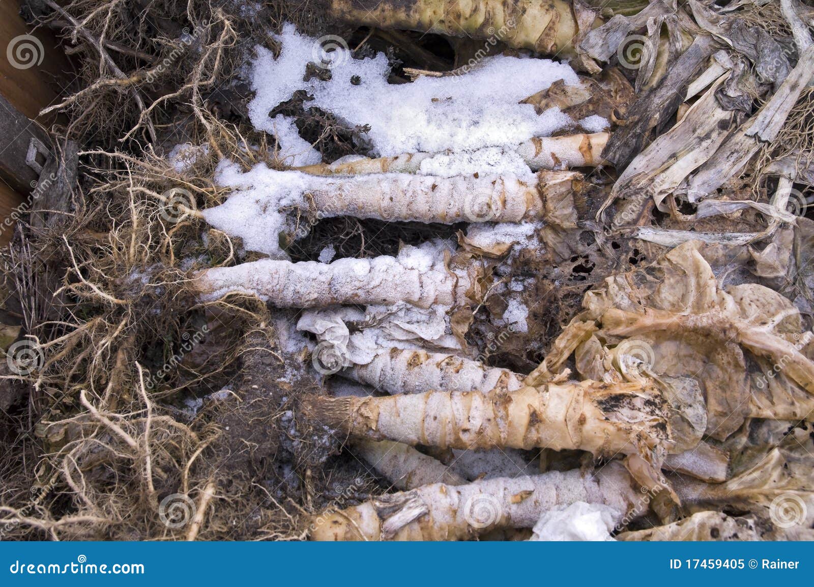 Snowy Cabbage Stems stock image. Image of cold, garden - 17459405