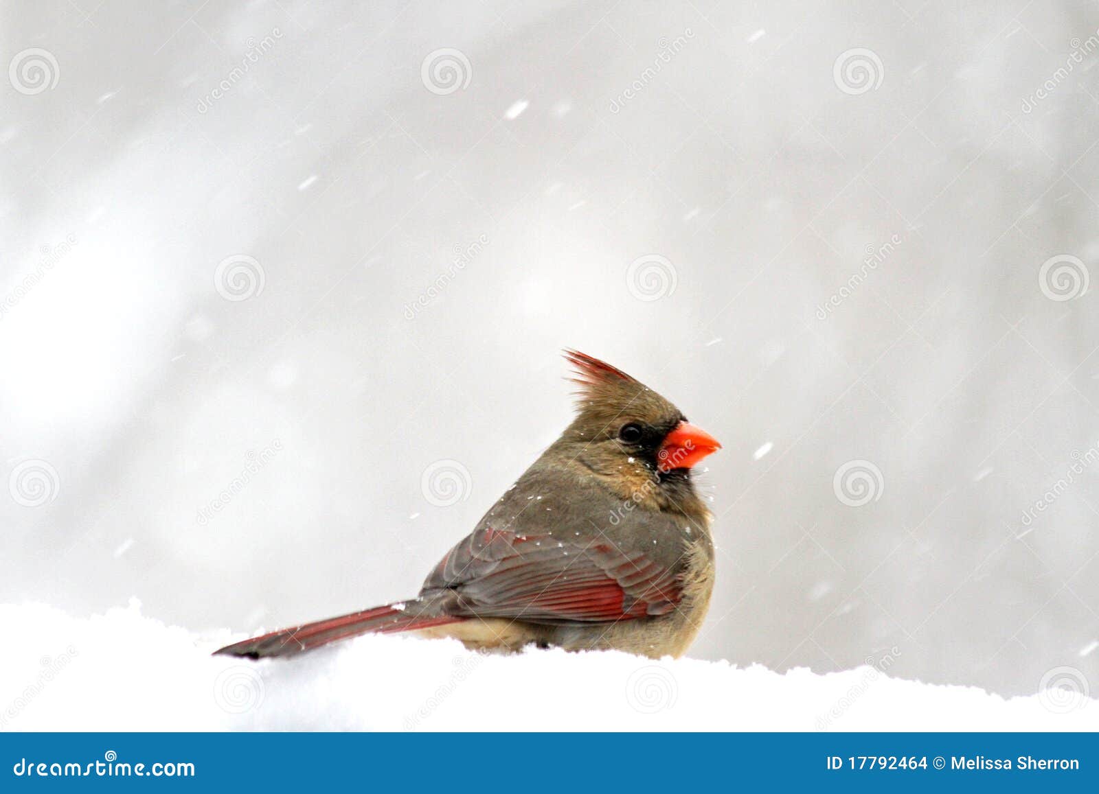 Snowy cardinal stock photo. Image of wildlife, nature - 17792464