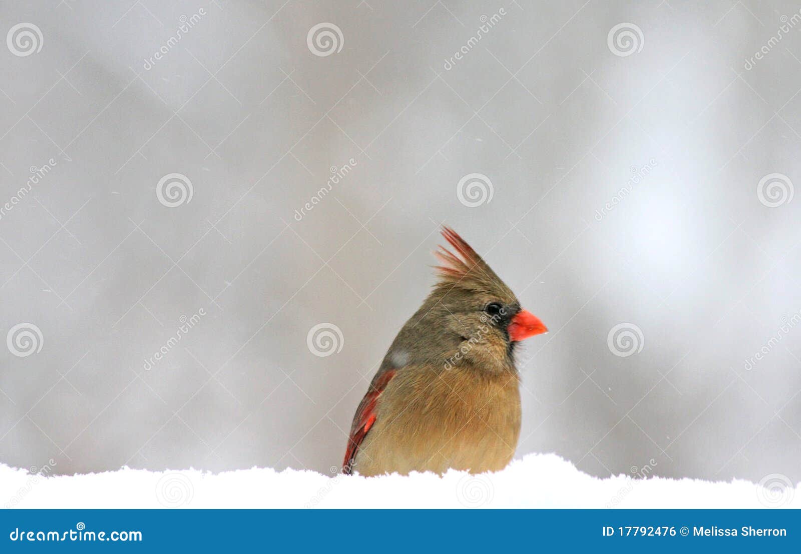 Snowy cardinal stock photo. Image of seasonal, snowfall - 17792476