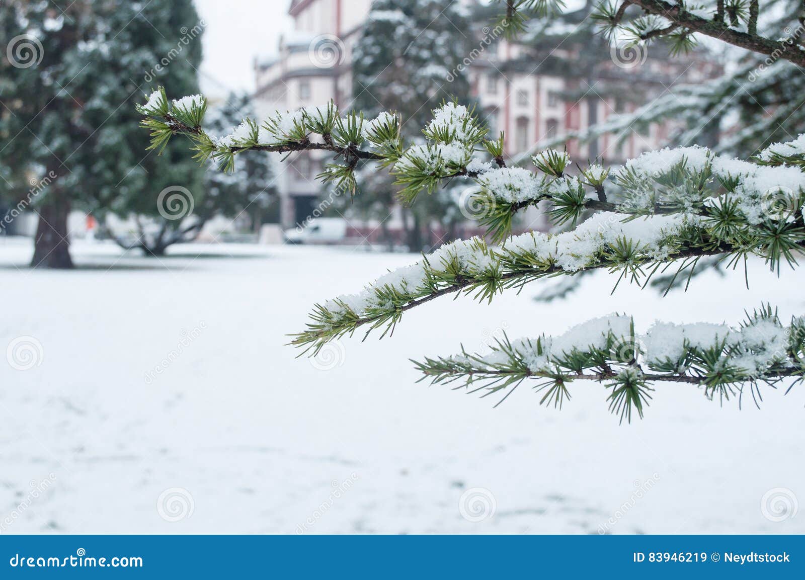 Snowy Cedar Branch in Urban Park Stock Image - Image of branch, lawn ...