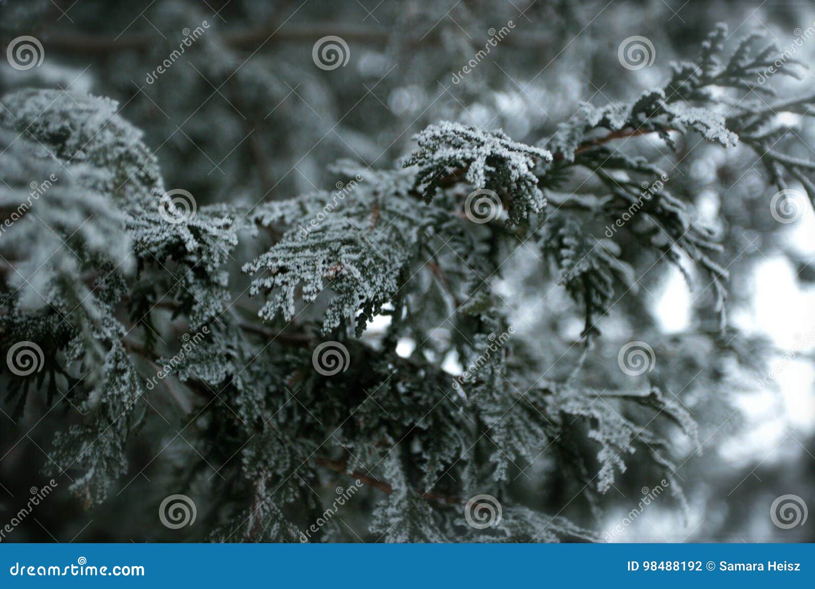 Snowy Cedar stock photo. Image of close, christmas, snowy - 98488192